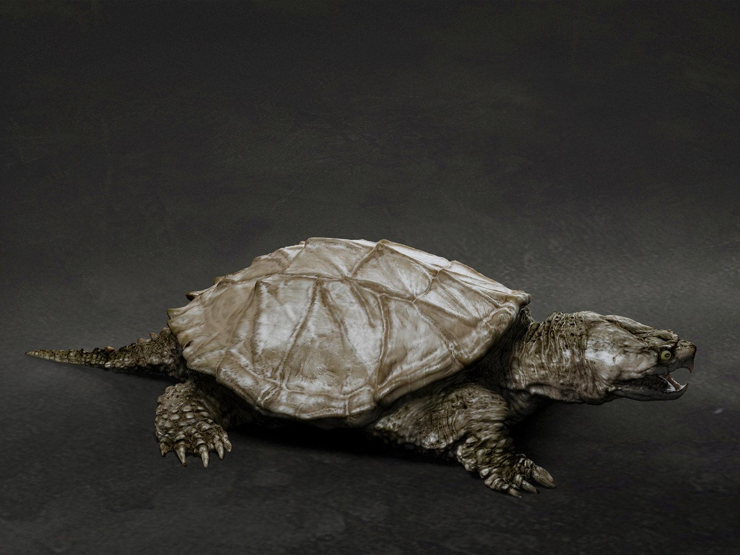 Snapping Turtle 3D Model - TurboSquid 1685650