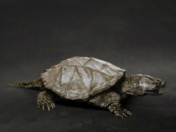 Snapping turtle 3D model - TurboSquid 1685650