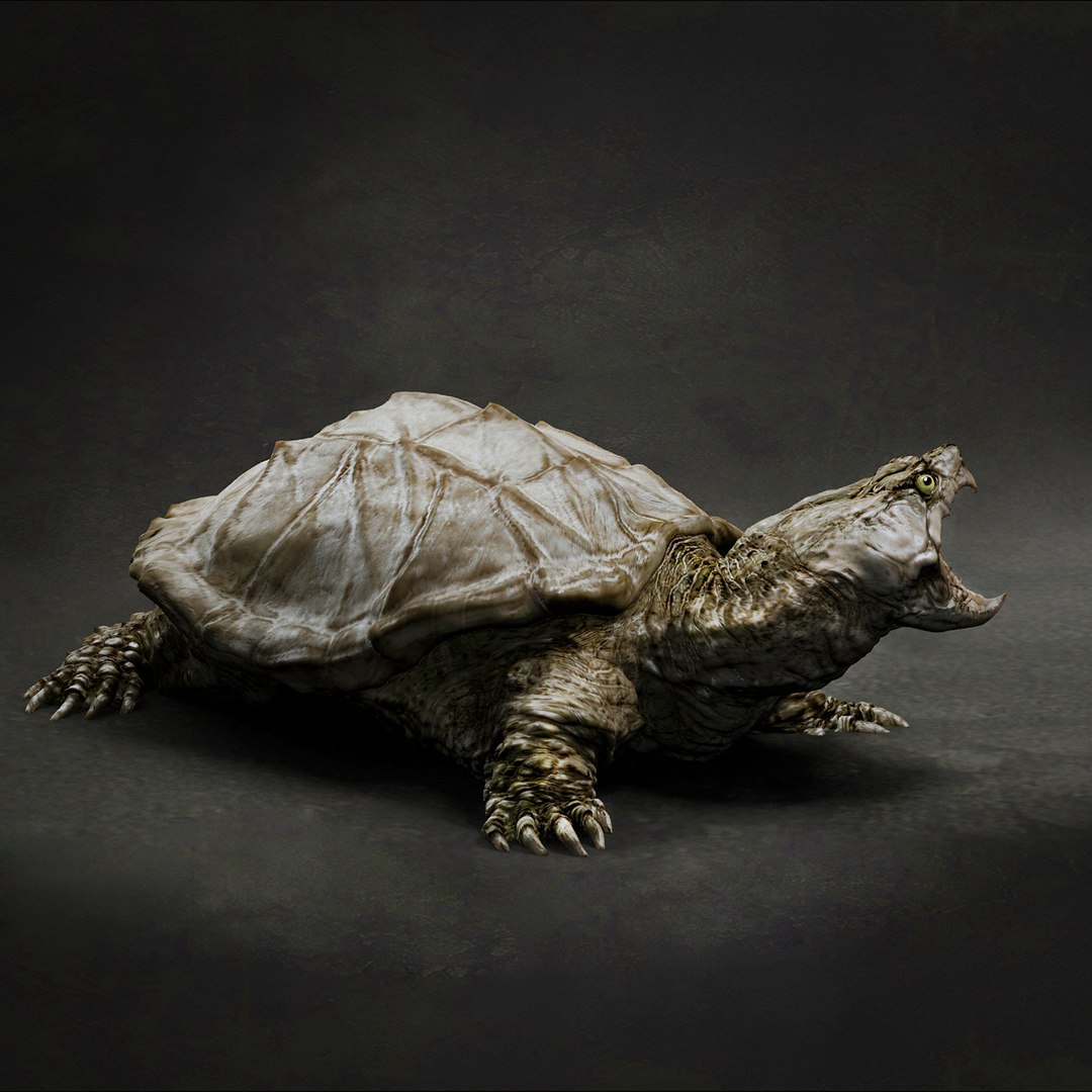 Snapping Turtle 3D Model - TurboSquid 1685650