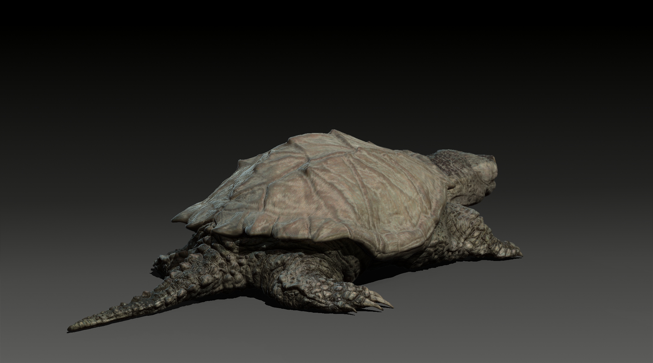 Snapping turtle 3D model - TurboSquid 1685650