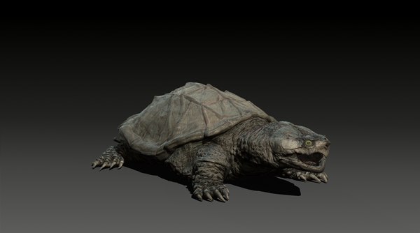 Snapping turtle 3D model - TurboSquid 1685650