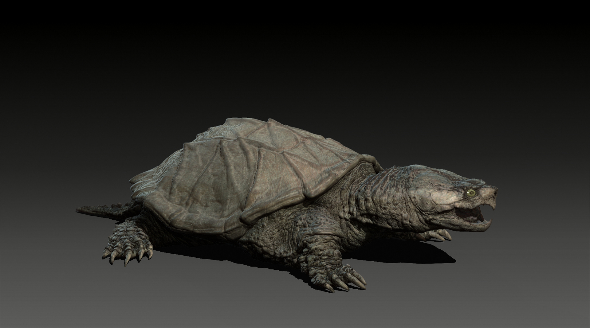 Snapping turtle 3D model - TurboSquid 1685650