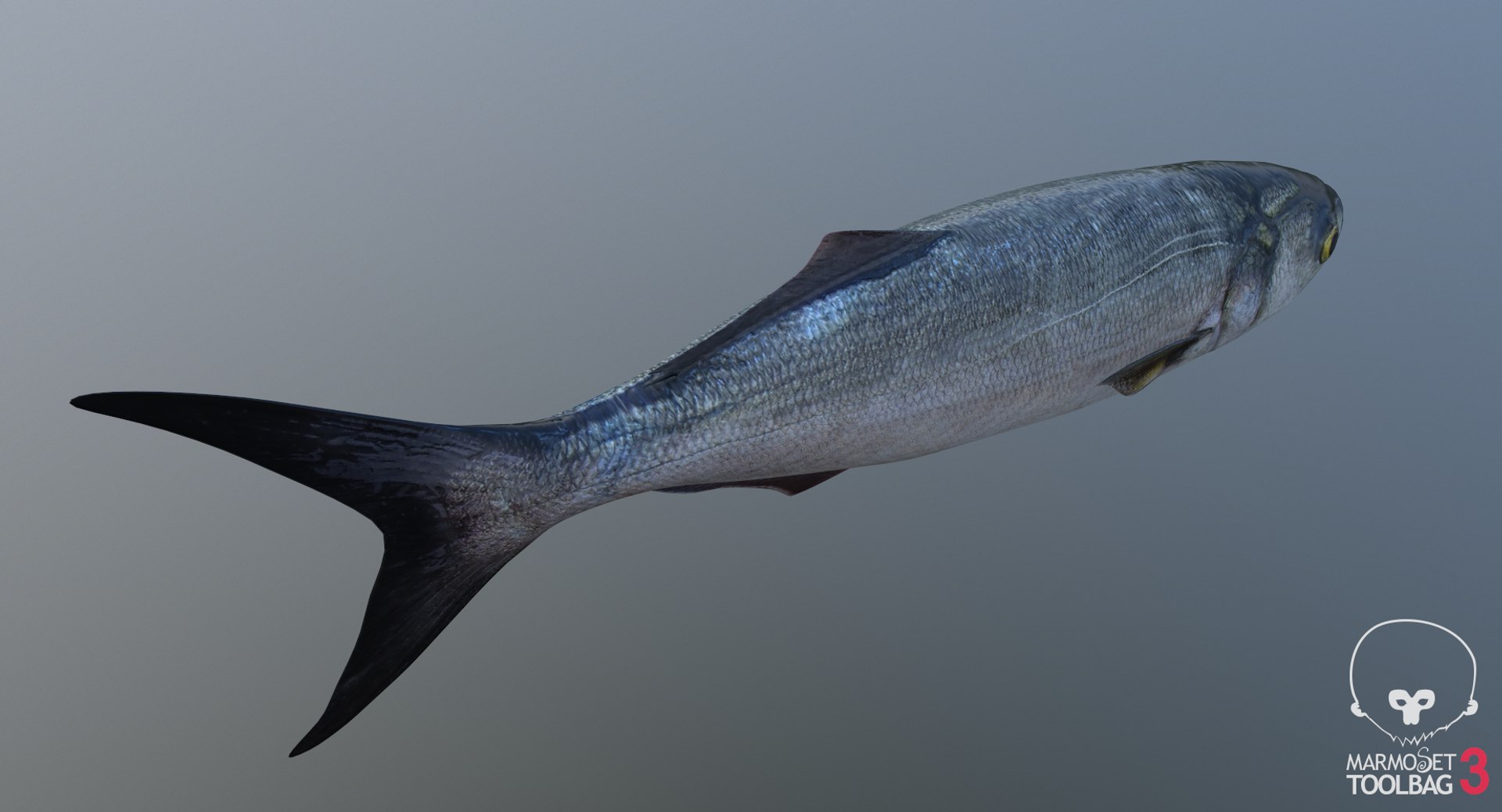 Bluefish Pbr 3D Model - TurboSquid 1291699