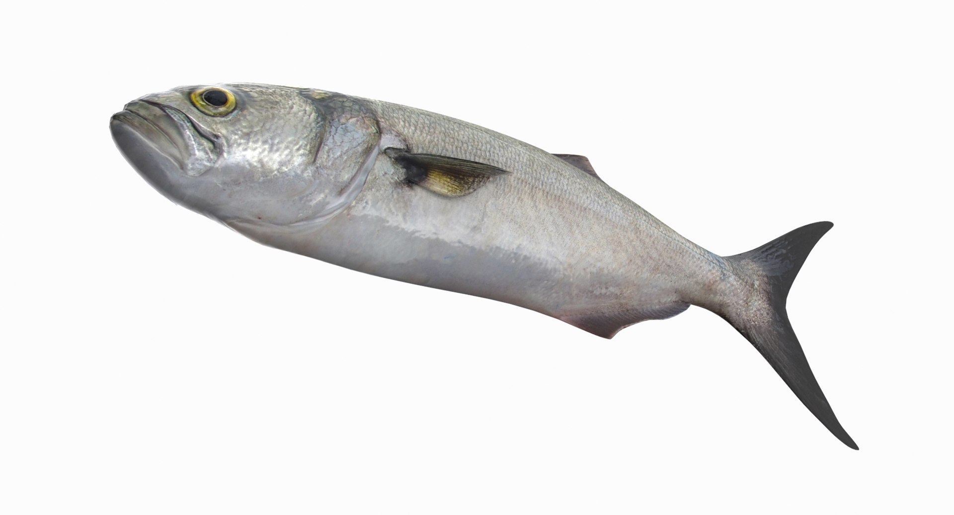 Bluefish Pbr 3D Model - TurboSquid 1291699