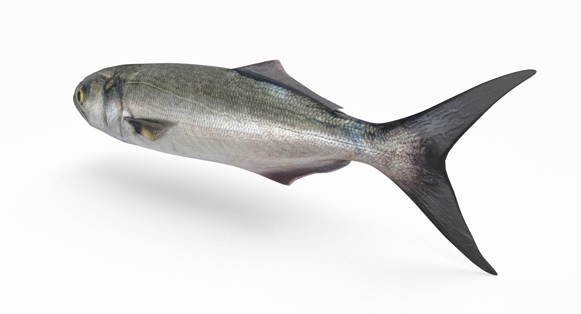 Bluefish Pbr 3D Model - TurboSquid 1291699