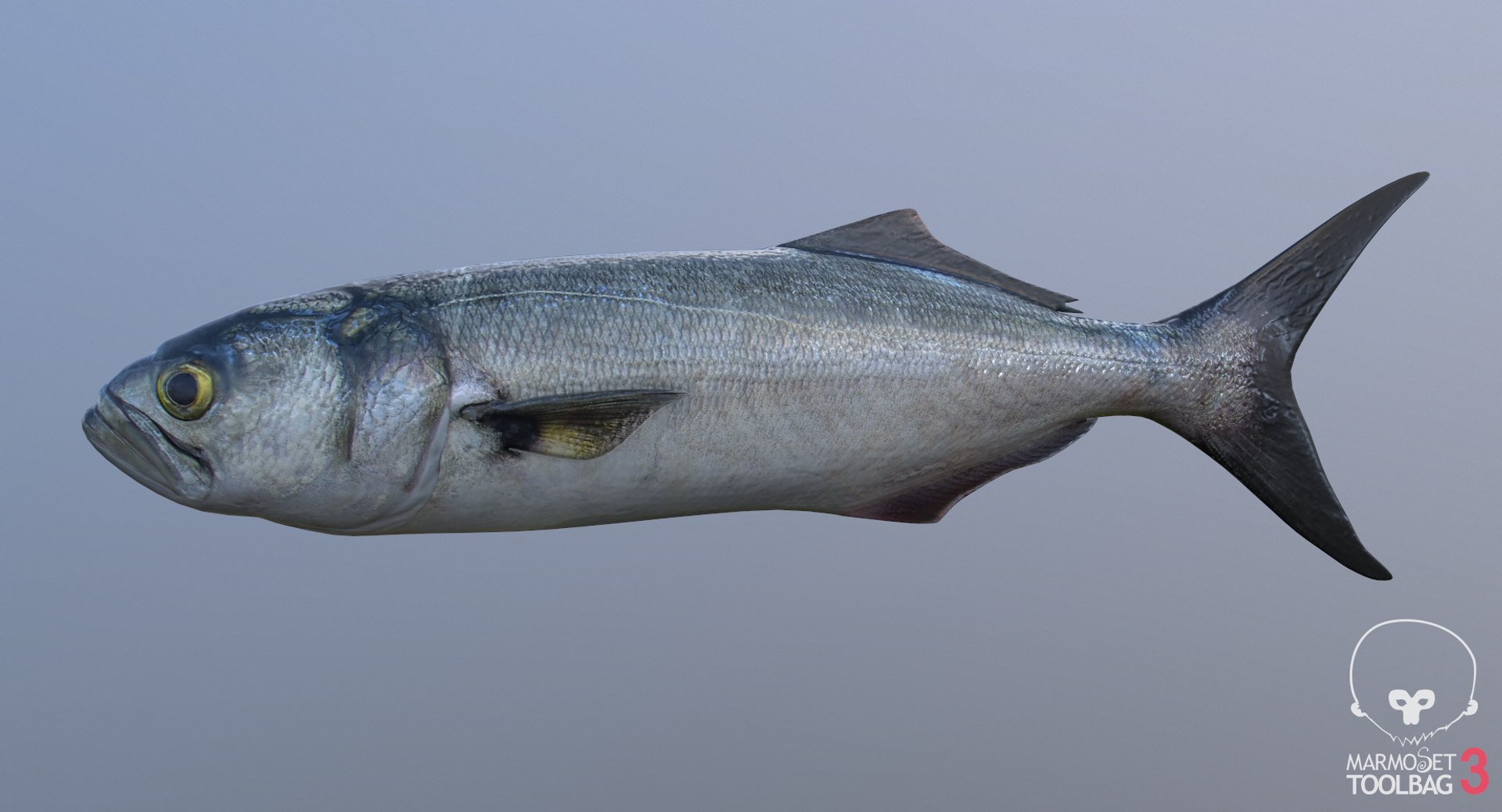 Bluefish Pbr 3D Model - TurboSquid 1291699