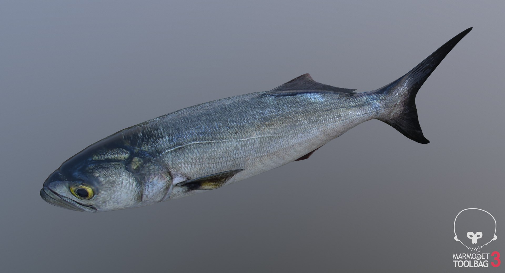 Bluefish Pbr 3D Model - TurboSquid 1291699