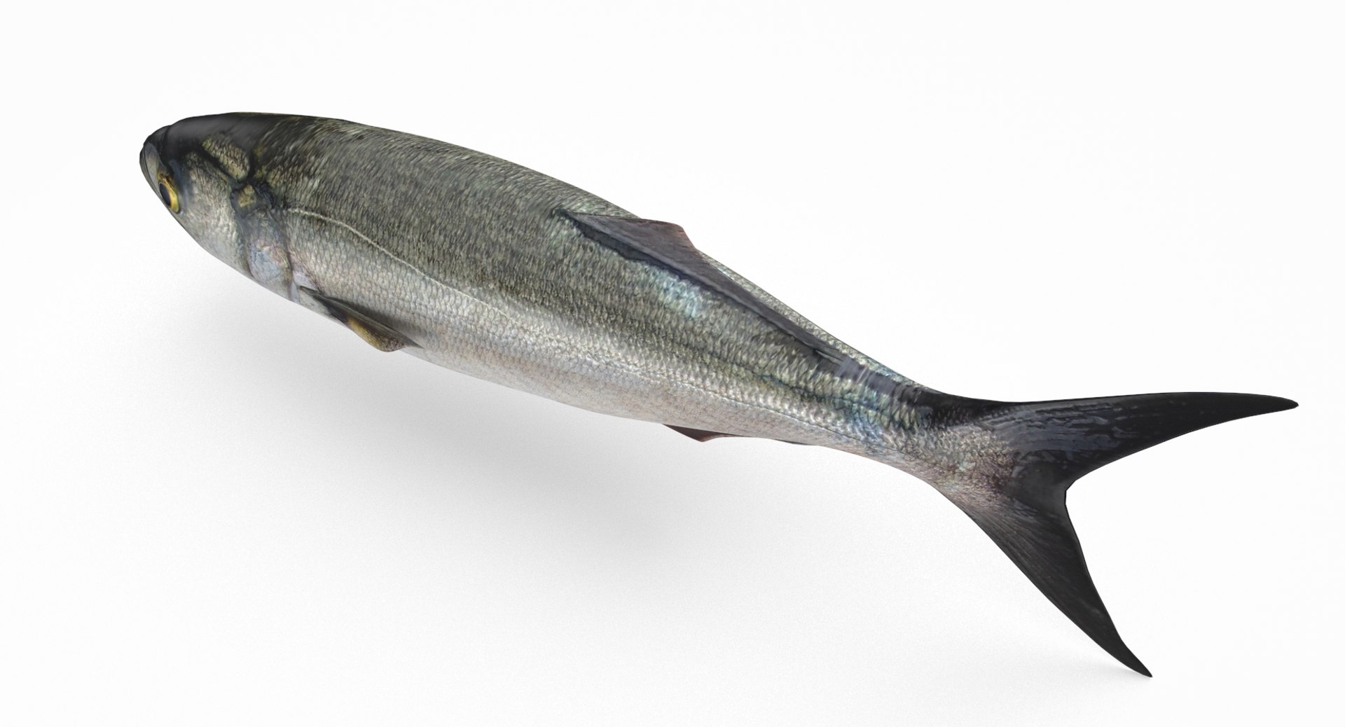 Bluefish Pbr 3D Model - TurboSquid 1291699