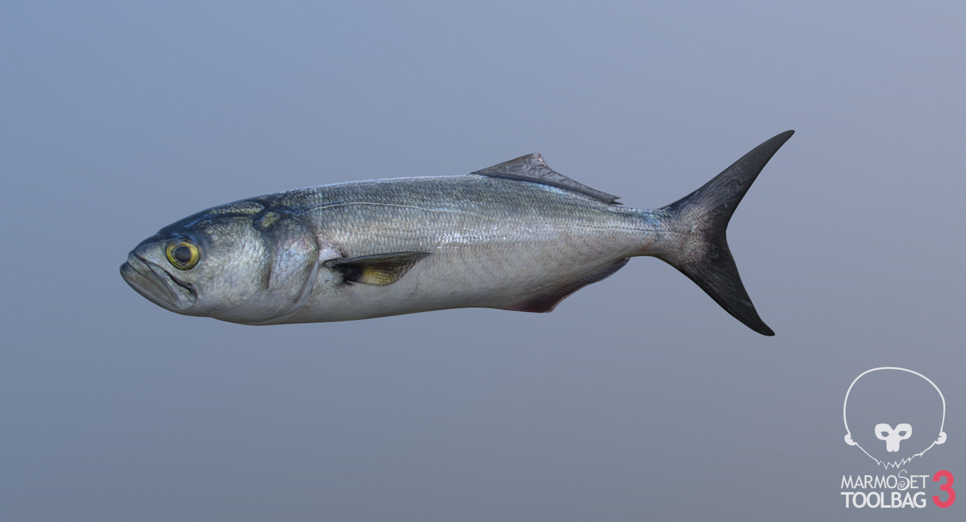 Bluefish Pbr 3D Model - TurboSquid 1291699