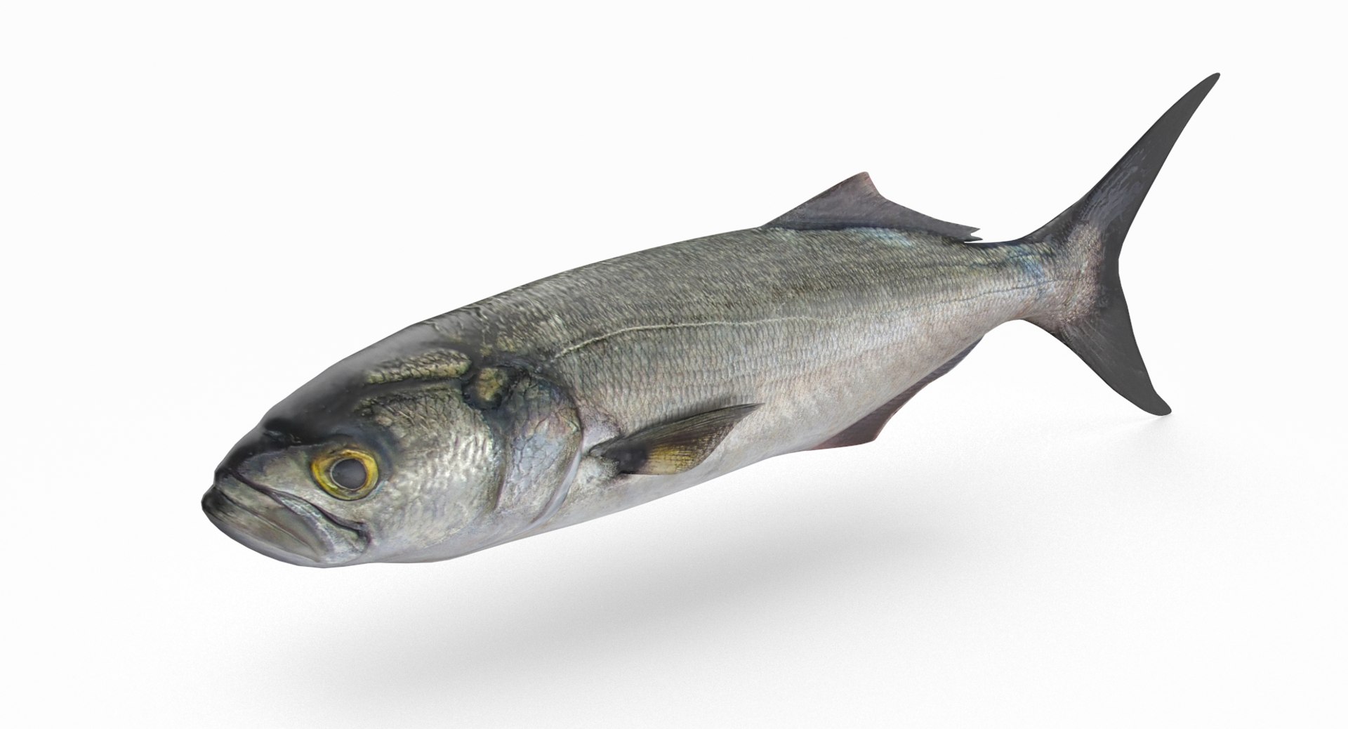 Bluefish Pbr 3D Model - TurboSquid 1291699