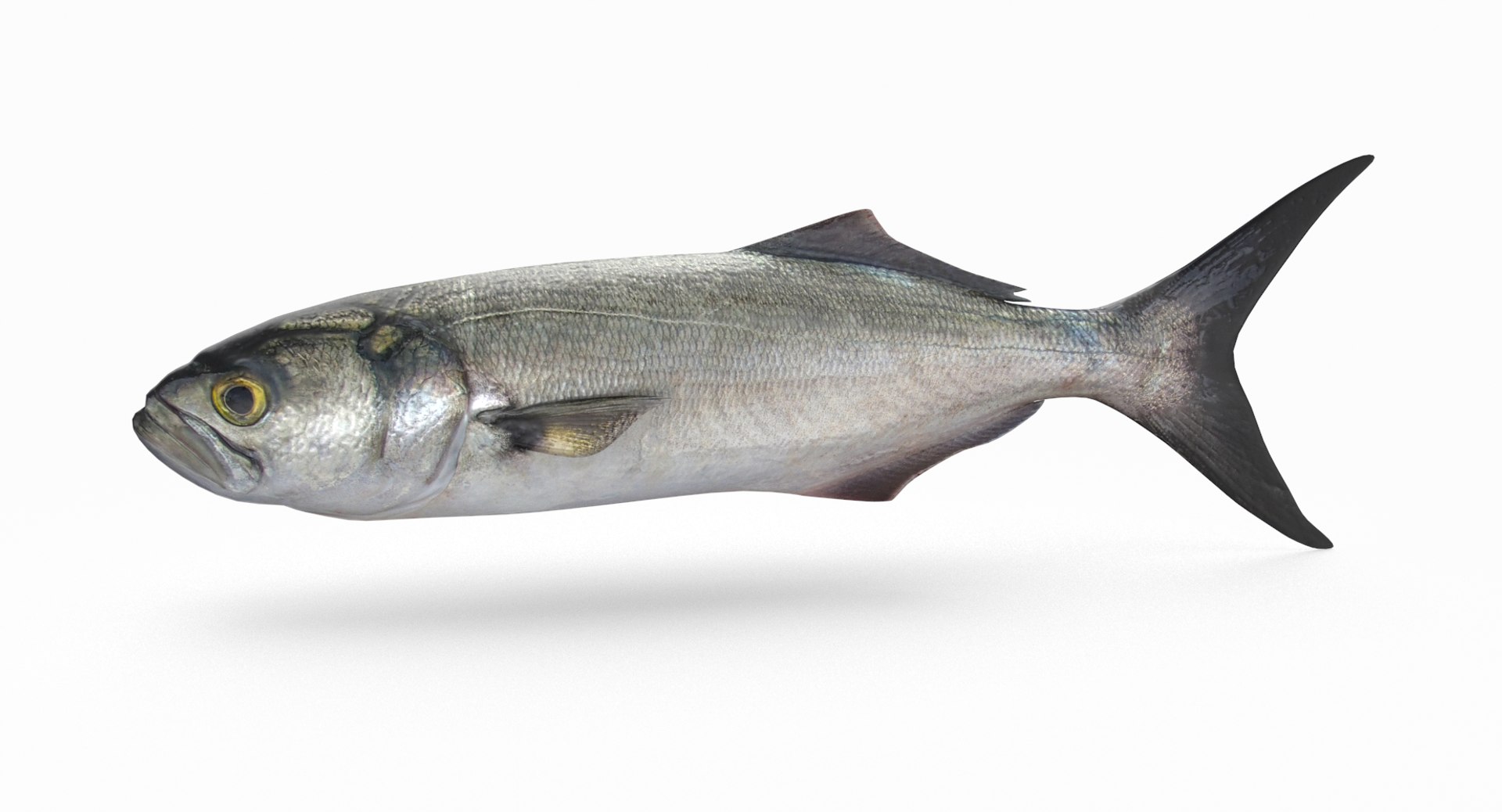Bluefish Pbr 3D Model - TurboSquid 1291699
