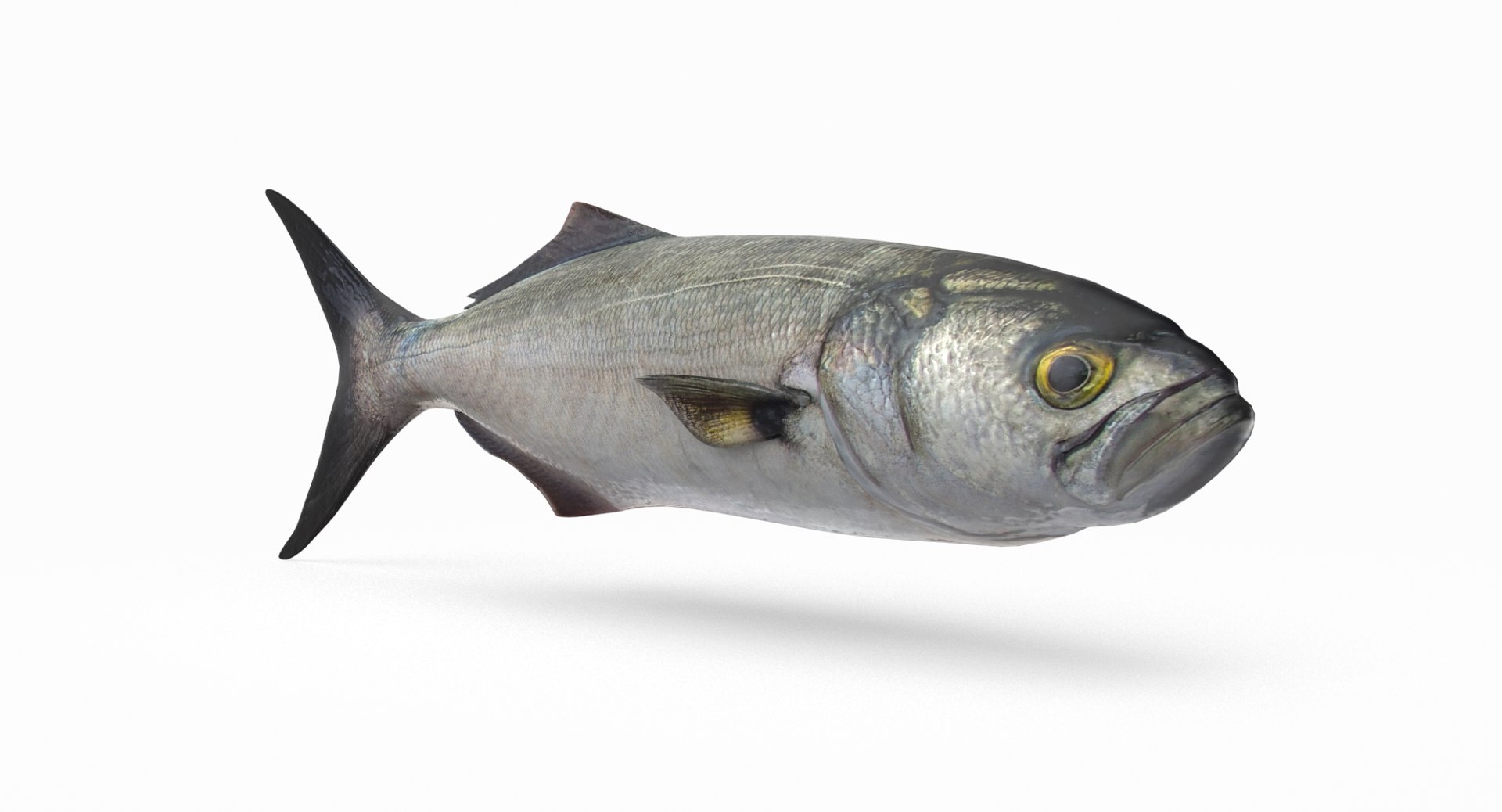 Bluefish Pbr 3D Model - TurboSquid 1291699