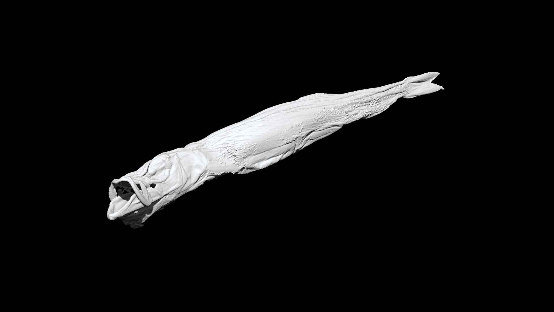 Shisyamo Fish 3D CT Scan Model - TurboSquid 1831127