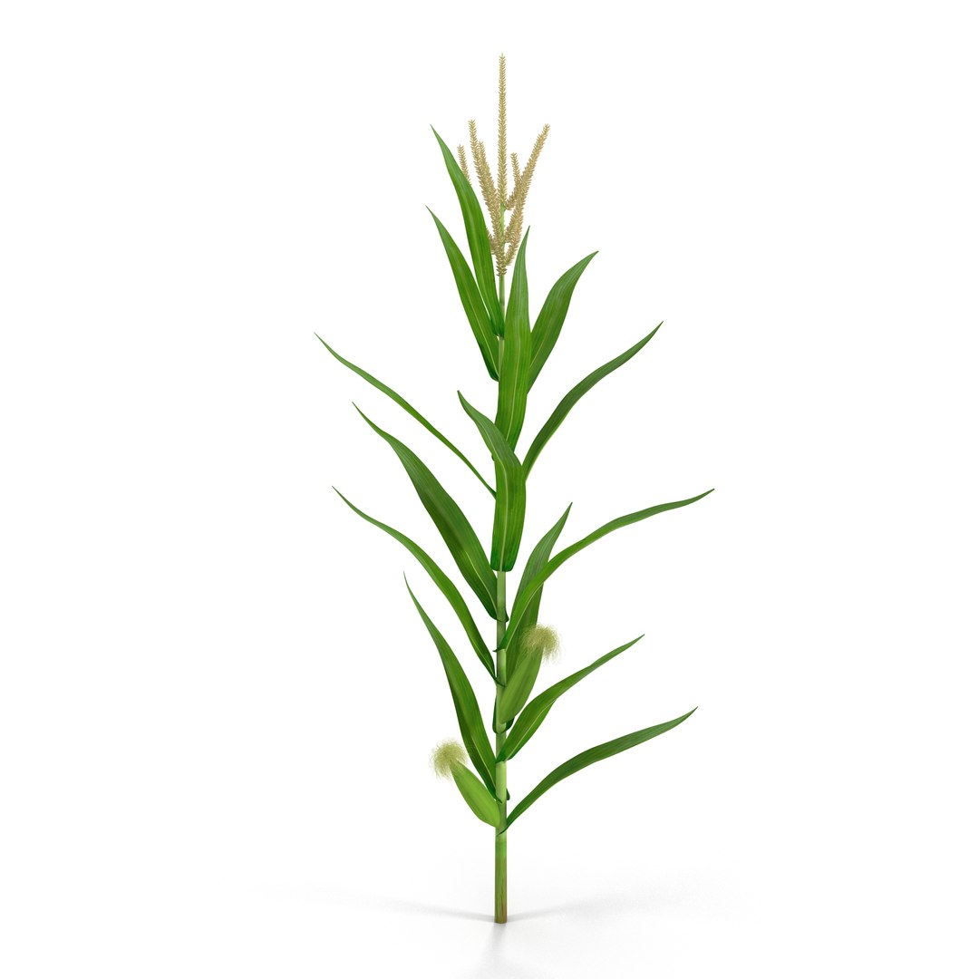 3d model young corn plant