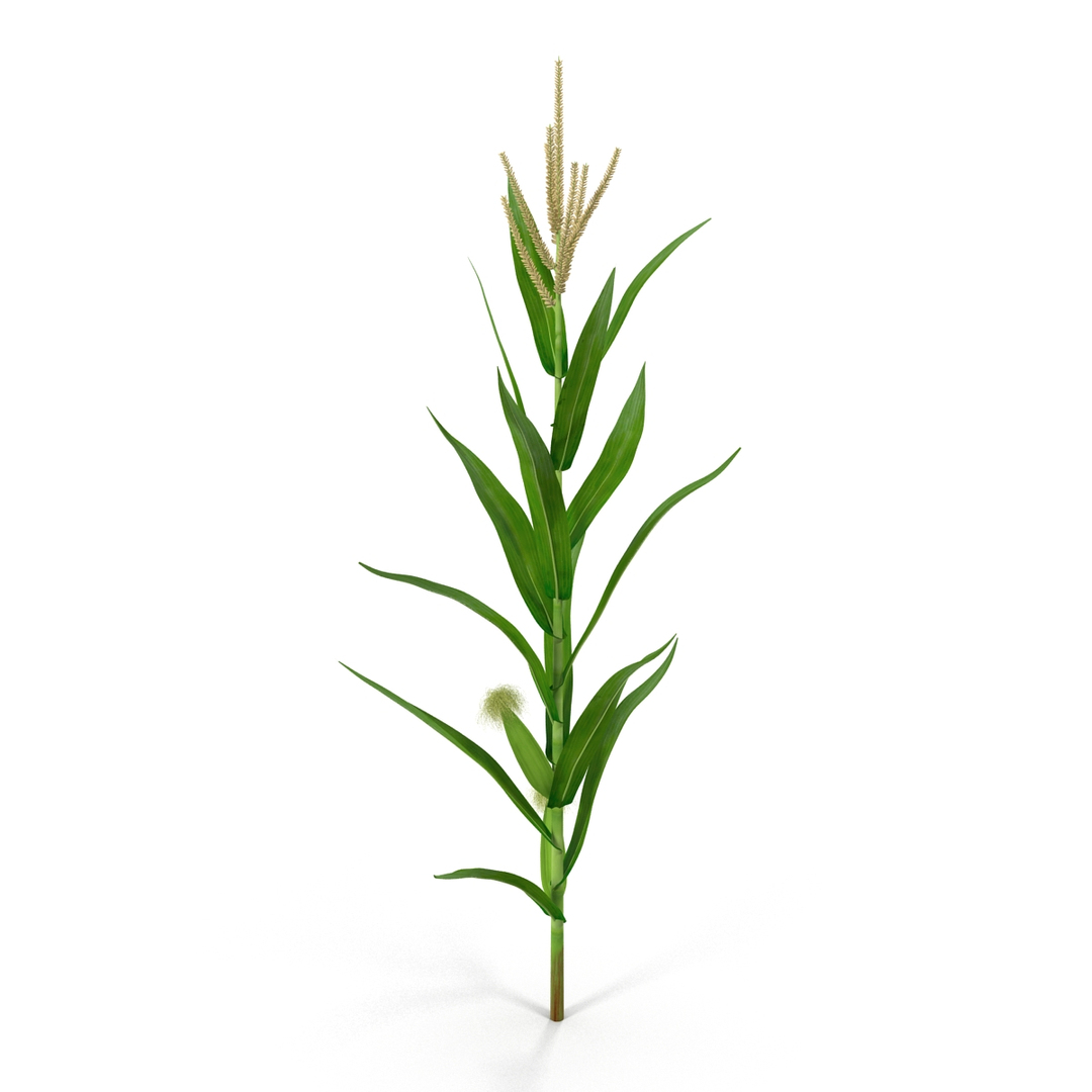3d Model Young Corn Plant