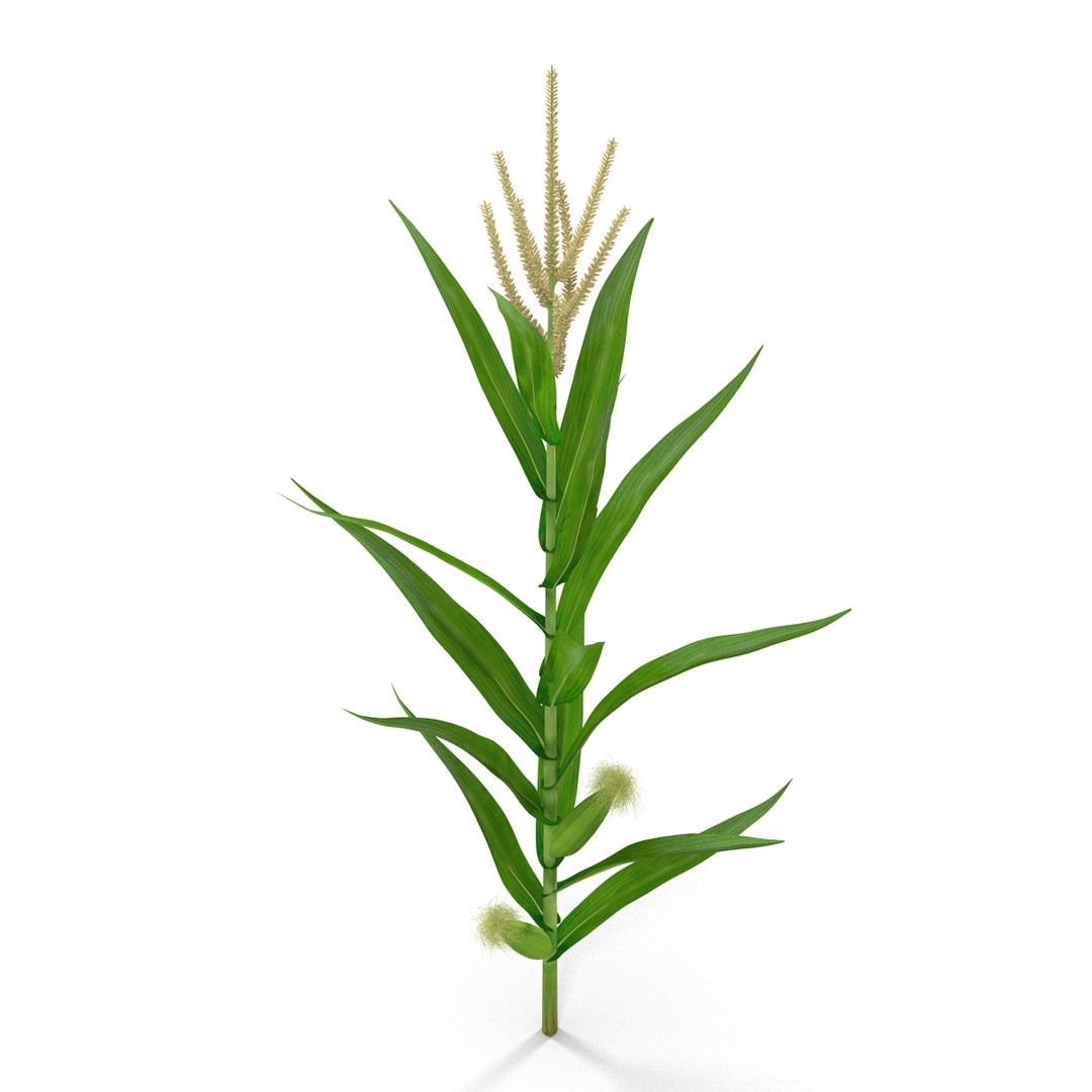 3d Model Young Corn Plant