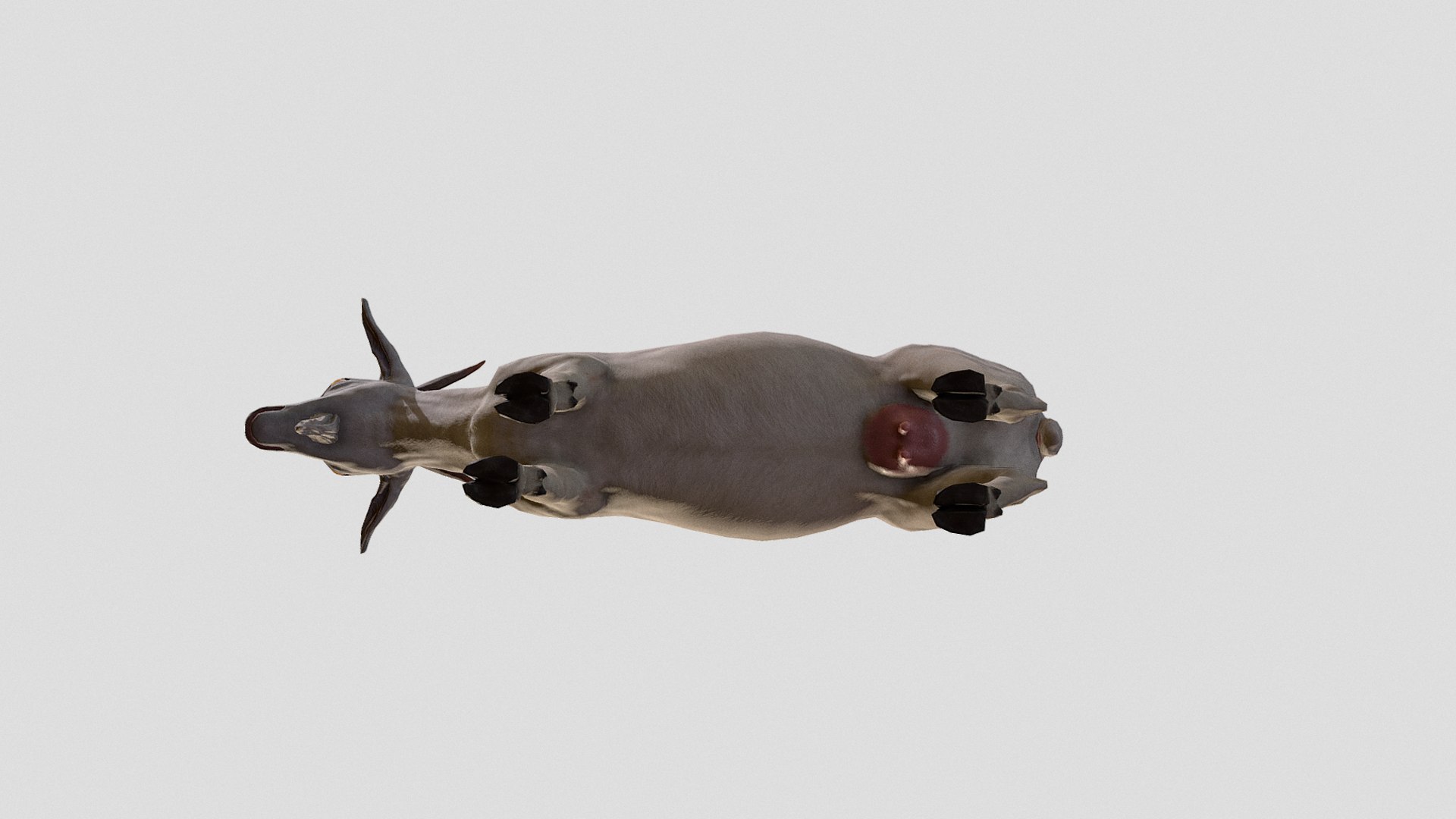 3D Goat Female Model - TurboSquid 1938345