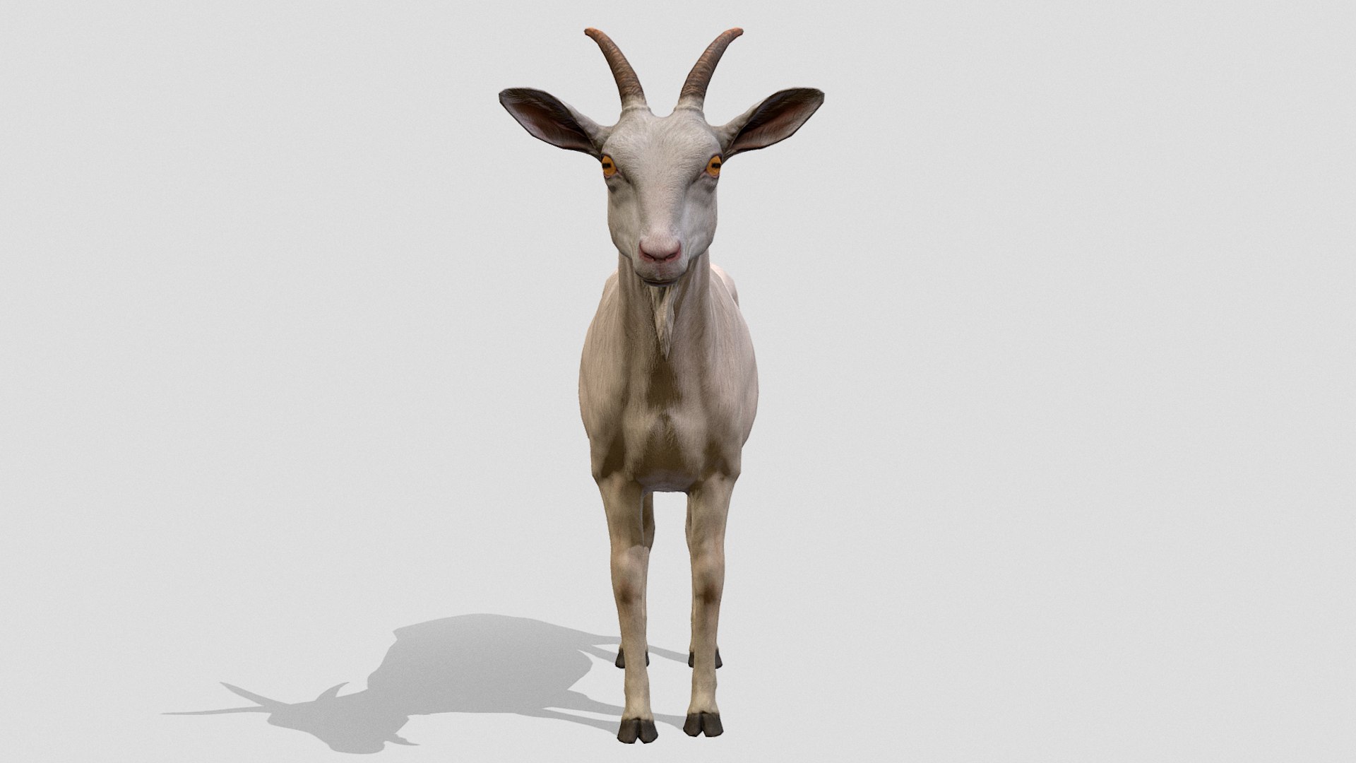 3D Goat Female Model - TurboSquid 1938345