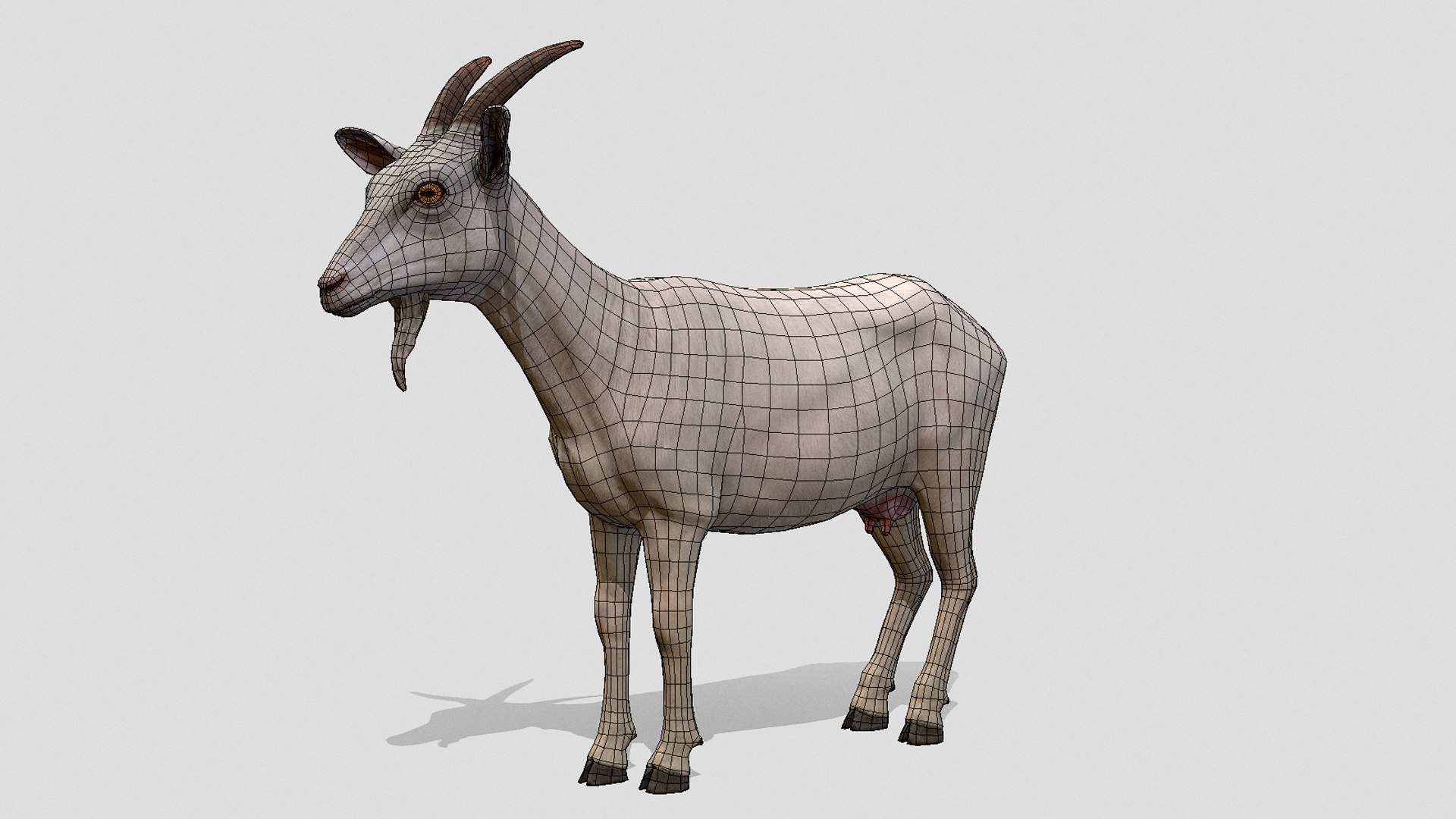 3D Goat Female Model - TurboSquid 1938345