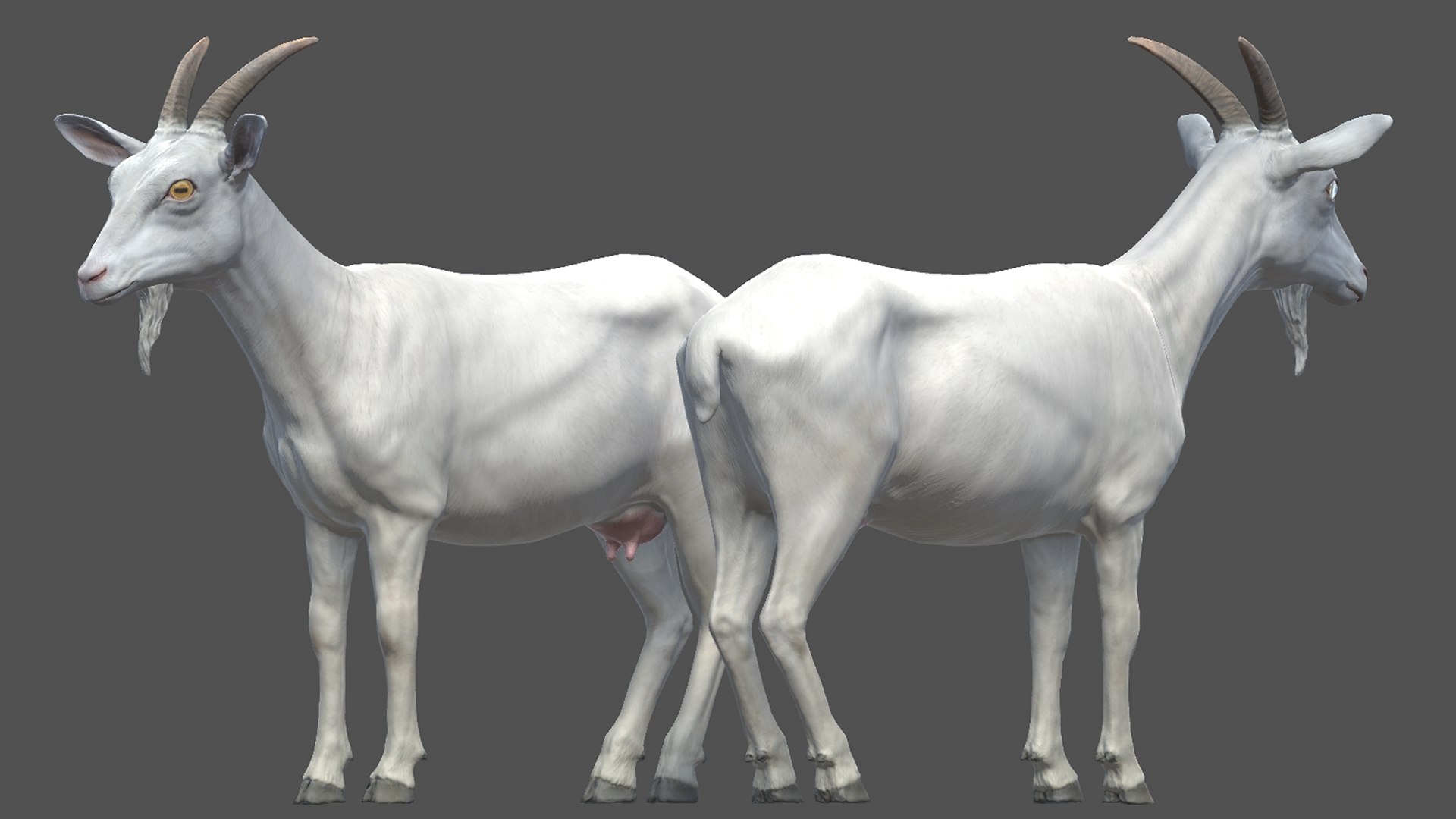 3D Goat Female Model - TurboSquid 1938345