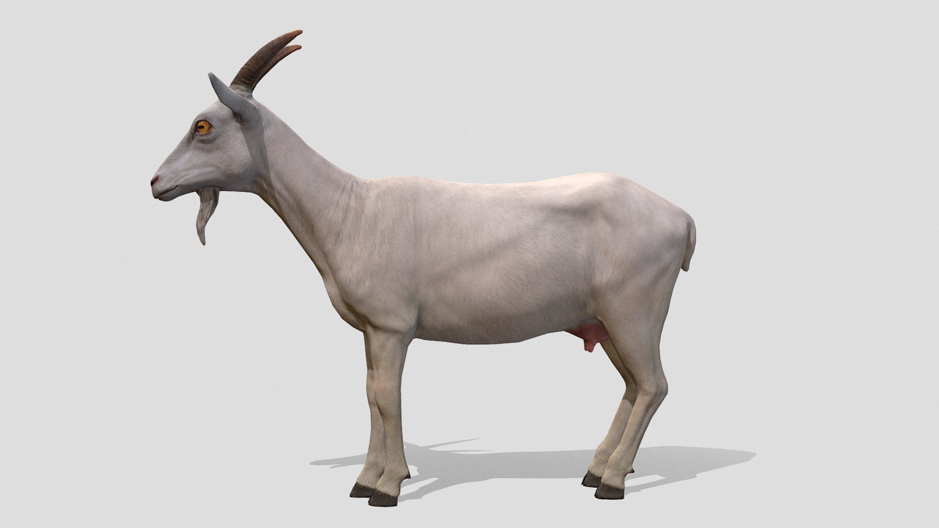 3D Goat Female Model - TurboSquid 1938345