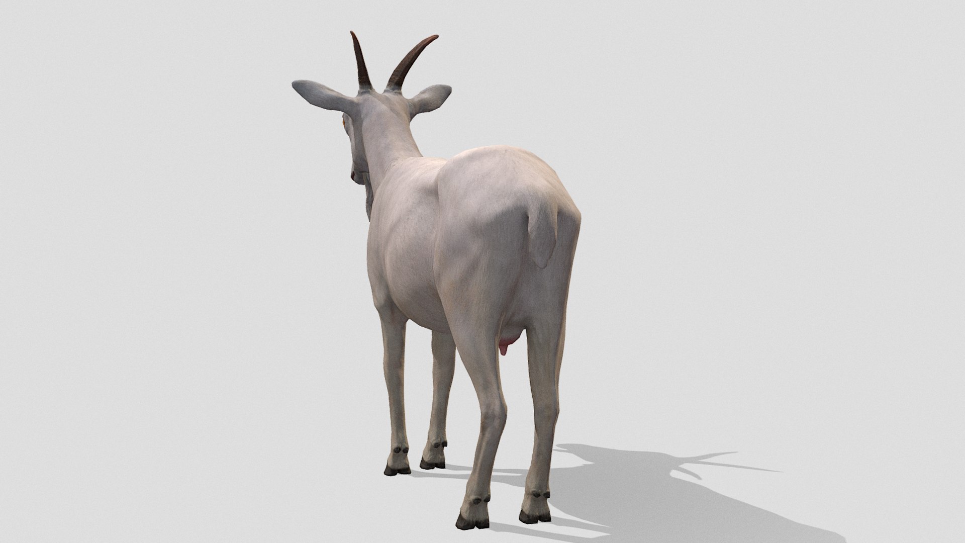 3D Goat Female Model - TurboSquid 1938345