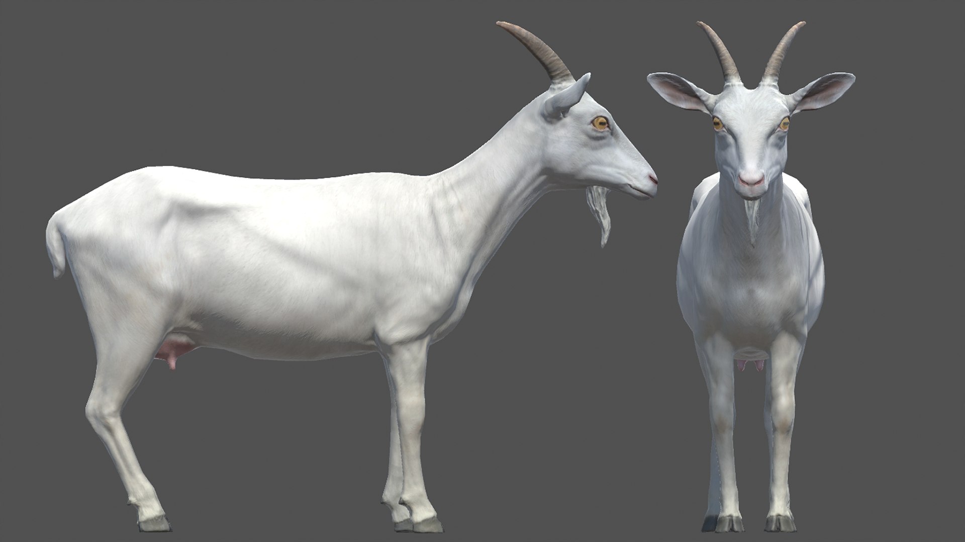 3D Goat Female Model - TurboSquid 1938345