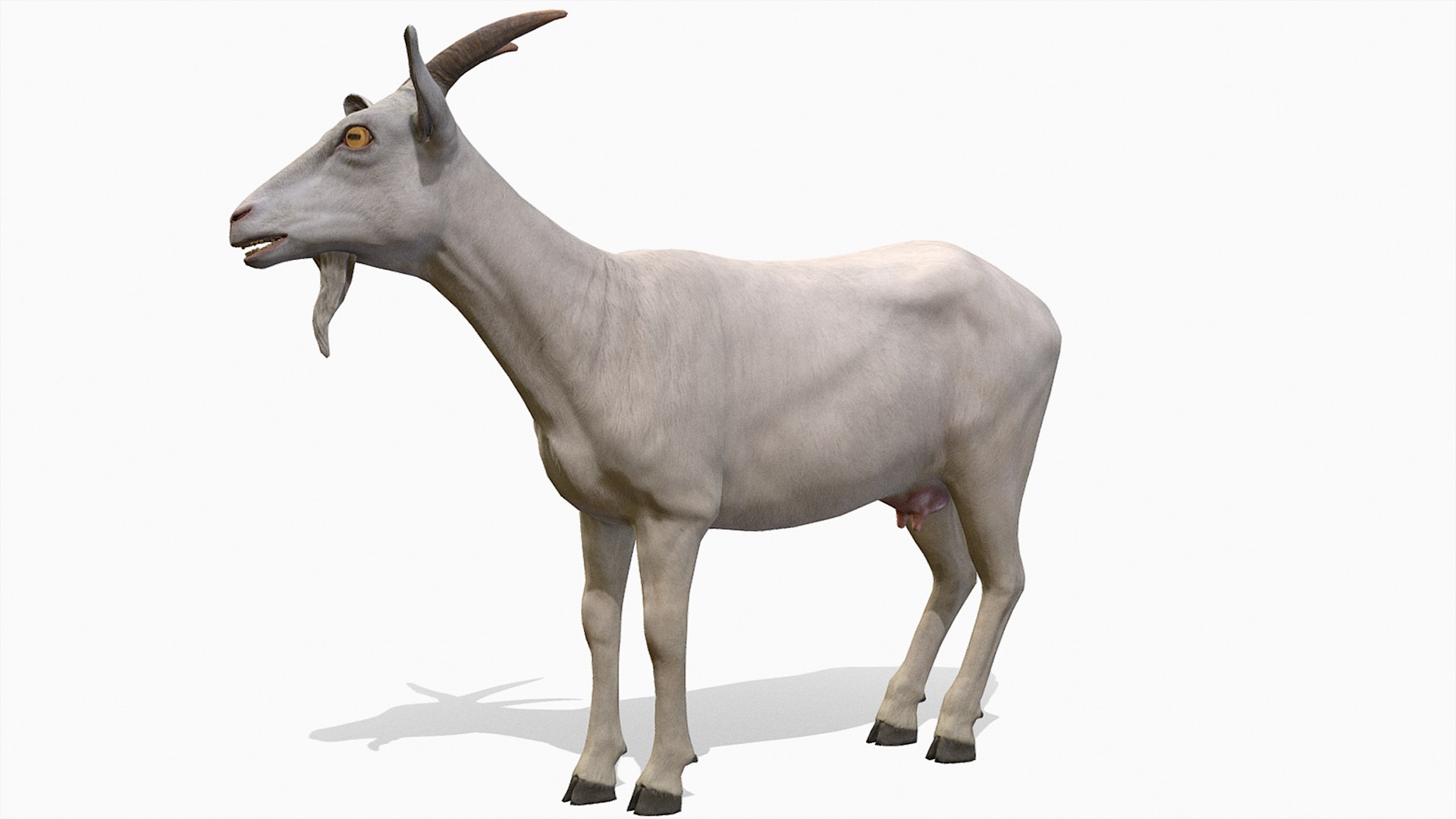 3D Goat Female Model - TurboSquid 1938345