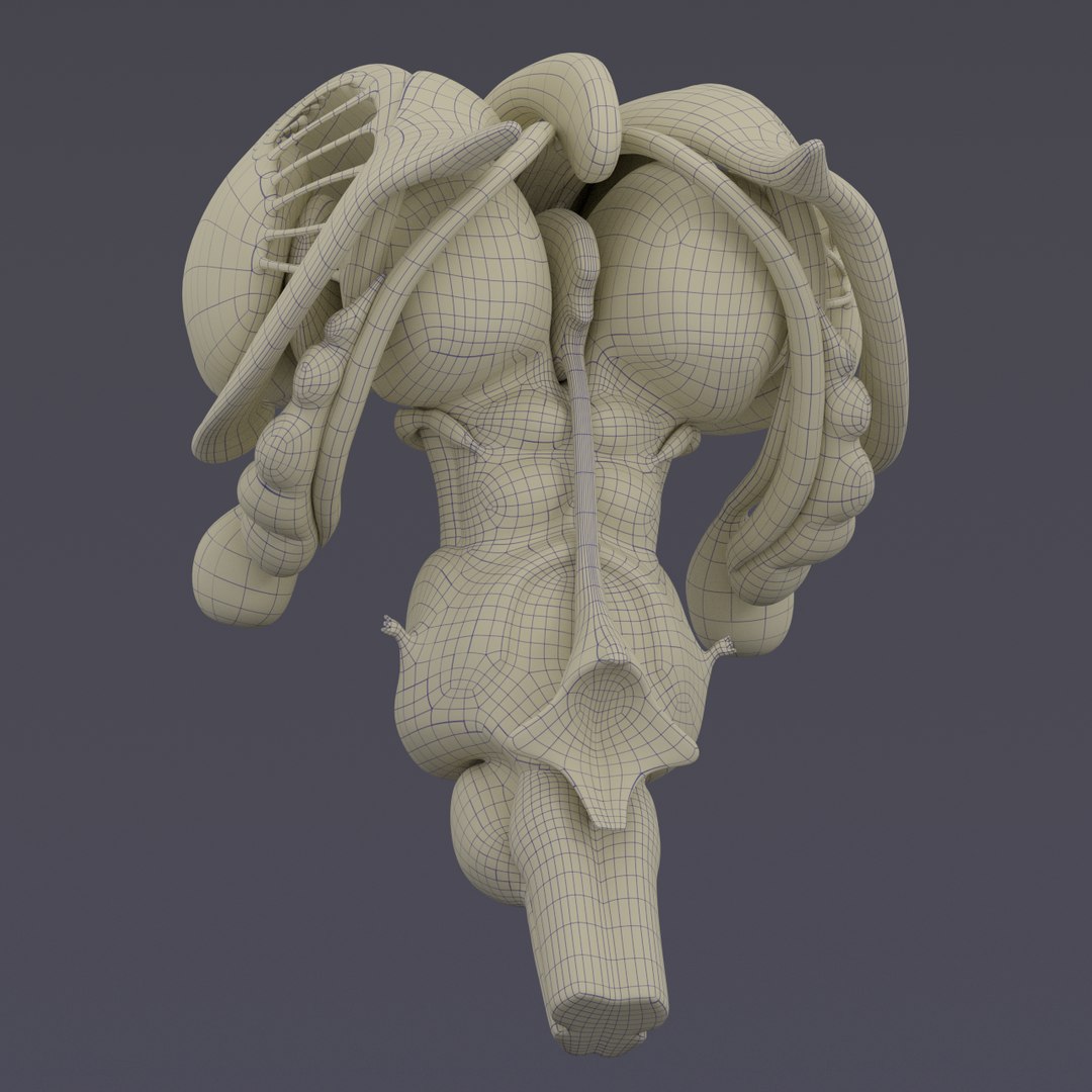 3d Obj Realistic Subcortical Structures Human Brain