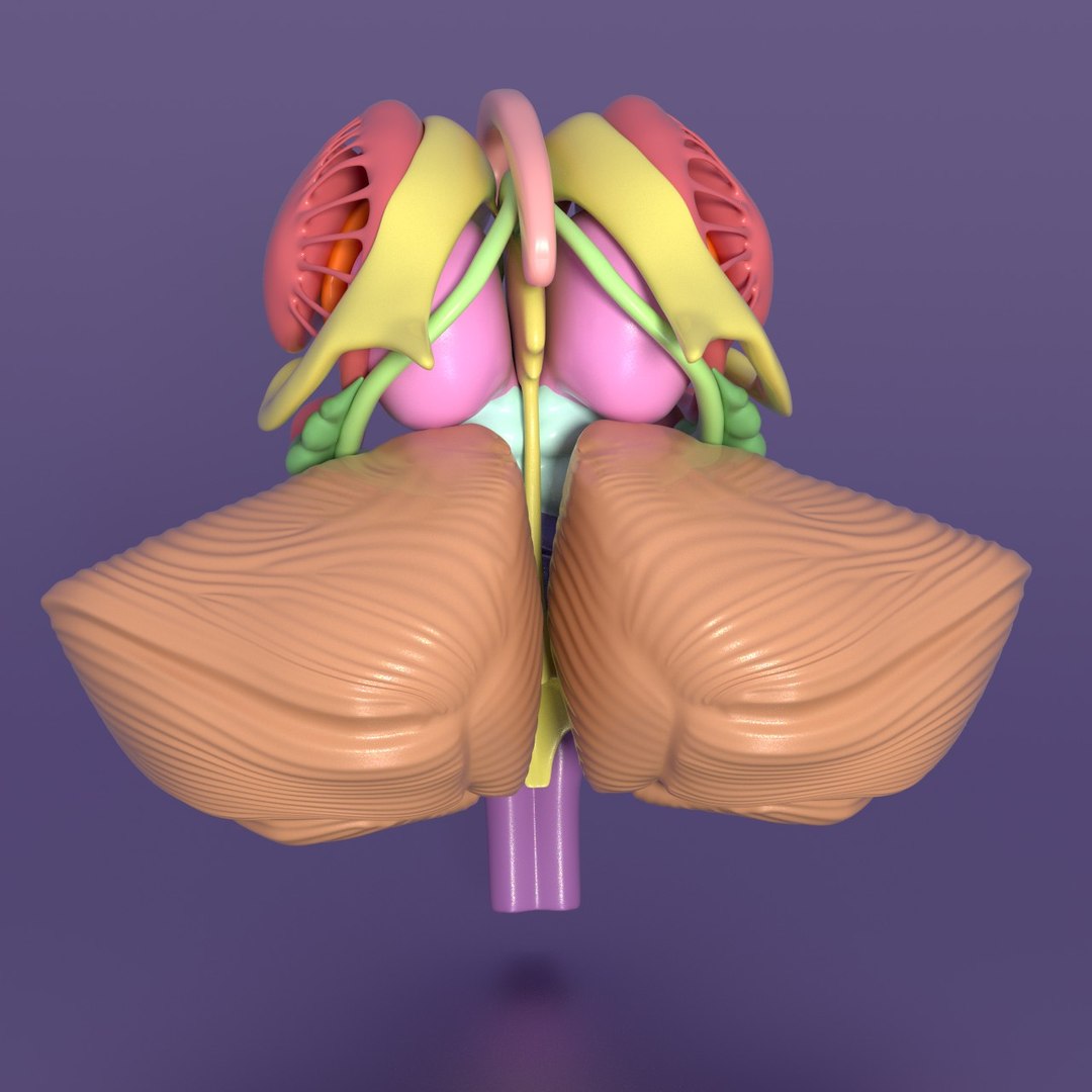 3d Obj Realistic Subcortical Structures Human Brain