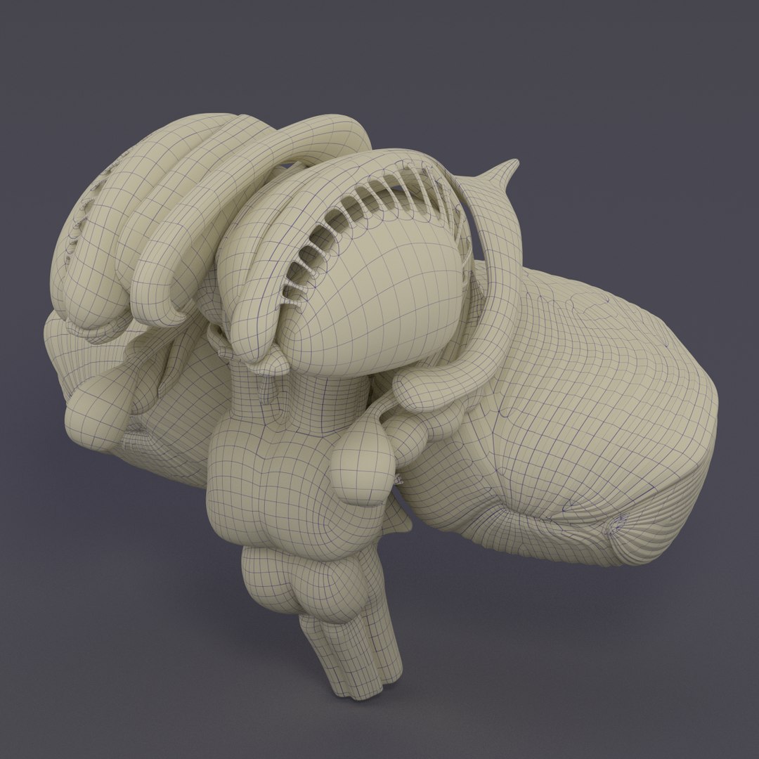 3d Obj Realistic Subcortical Structures Human Brain