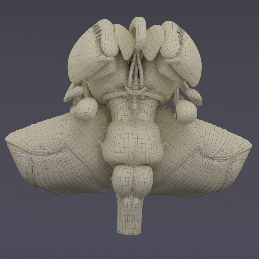3d Obj Realistic Subcortical Structures Human Brain