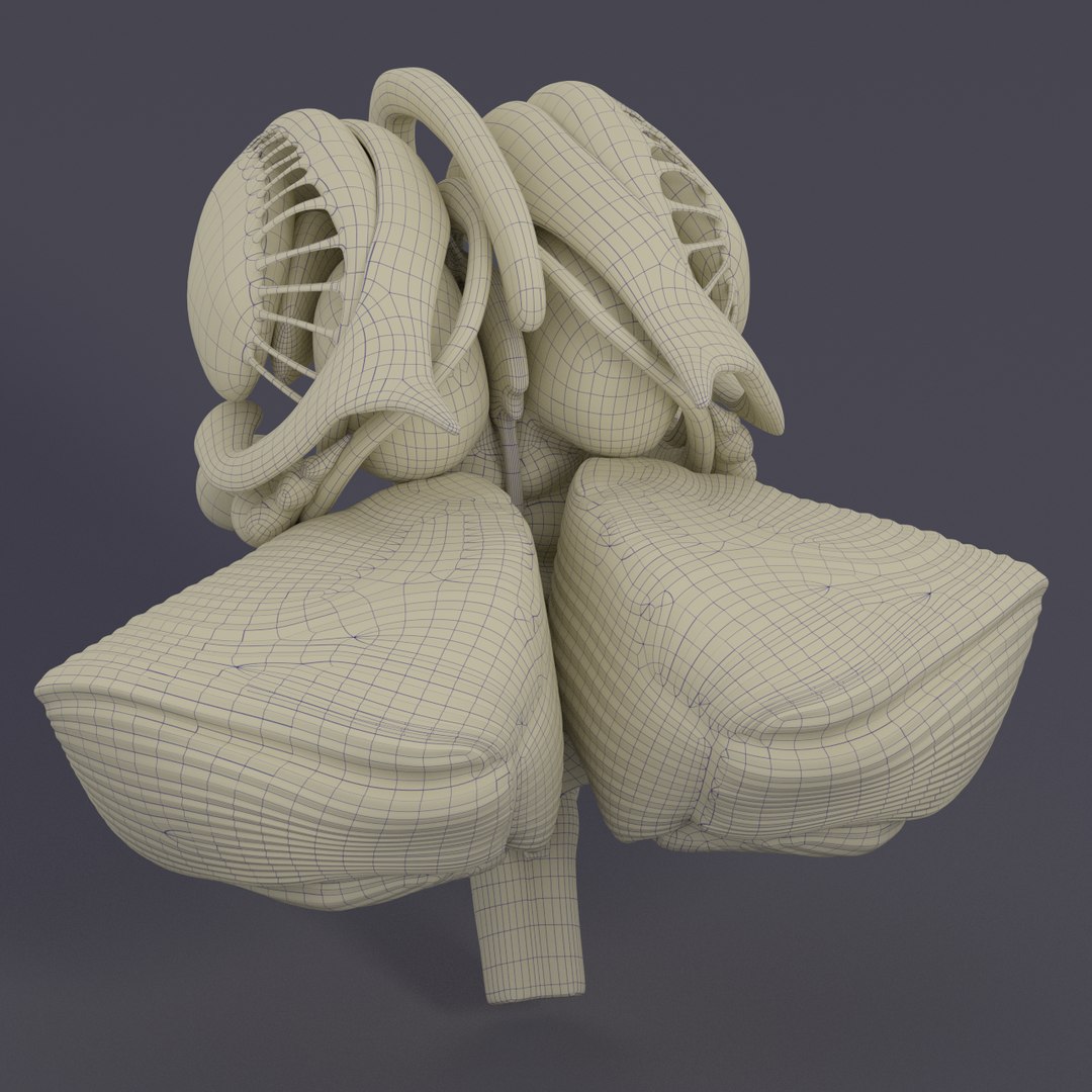 3d Obj Realistic Subcortical Structures Human Brain