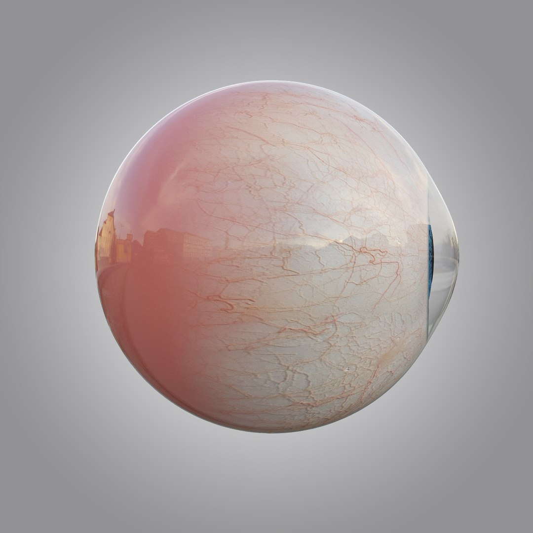 human eye 3d model