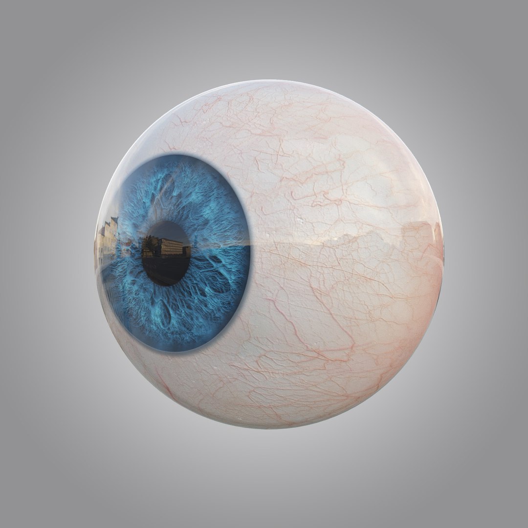 human eye 3d model