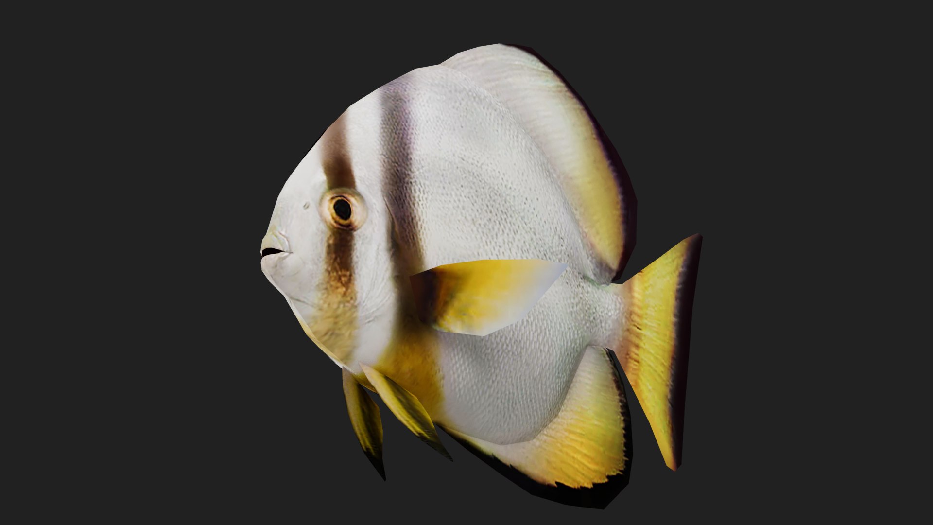 3D Batfish Model - TurboSquid 2122927
