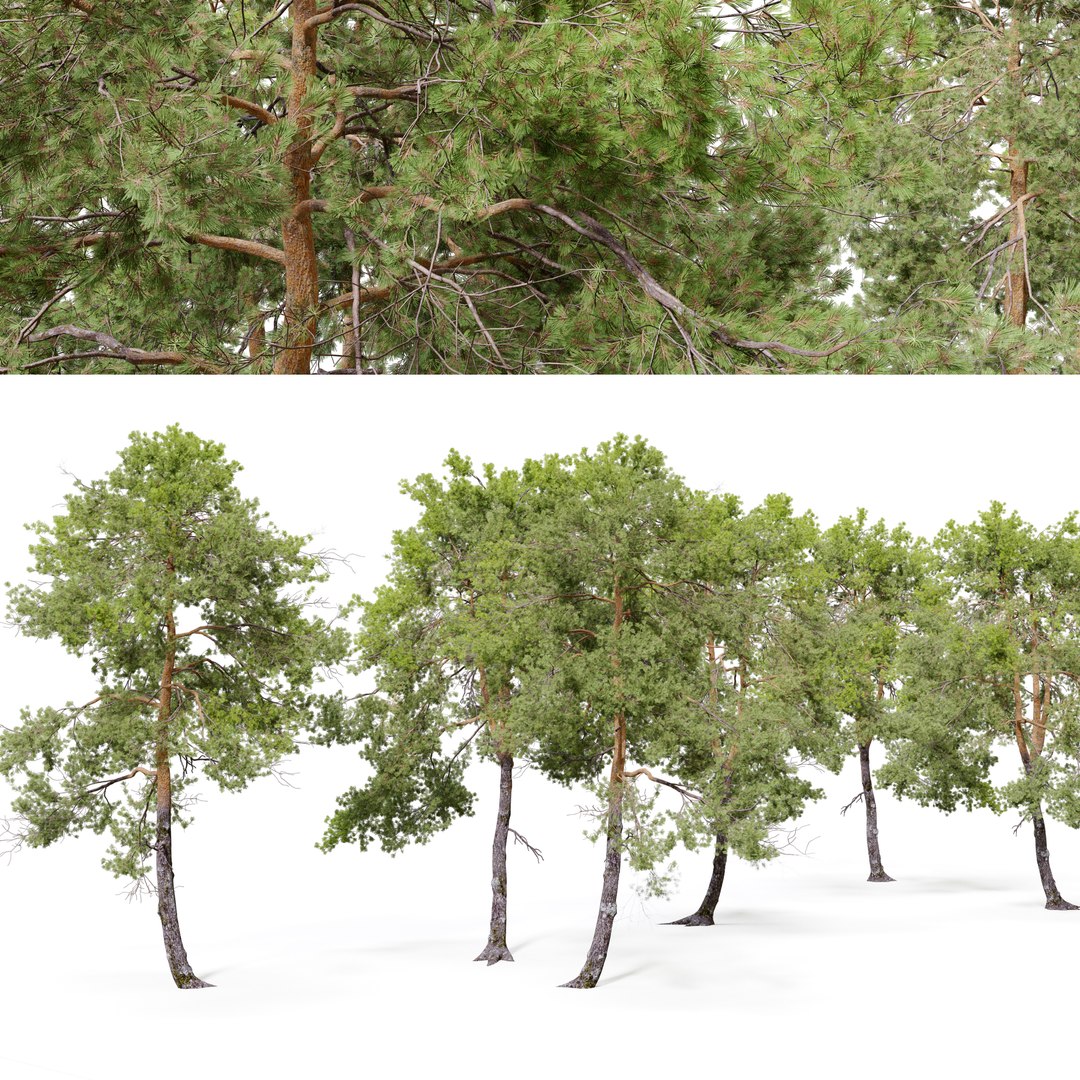 3D Pinus Sylvestris 06 Model - TurboSquid 1958128