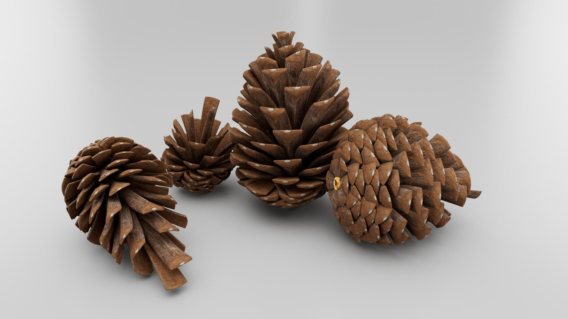 Pine Cone Collection 3D Model - TurboSquid 2149642