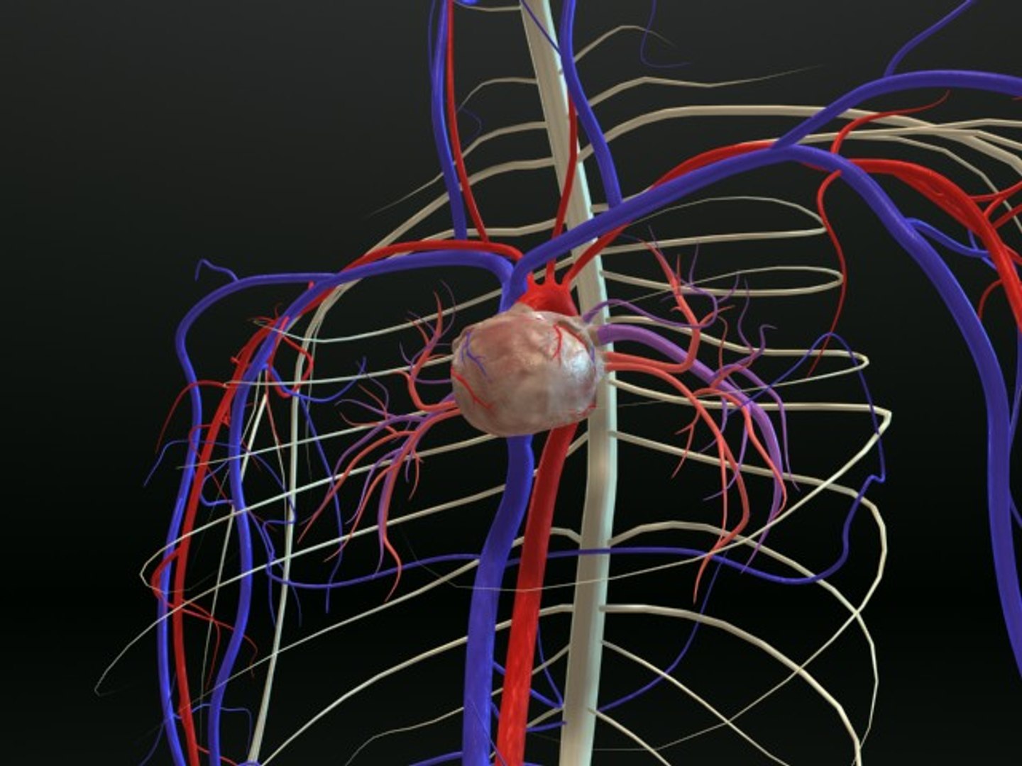 Entire Human Body Internal Organs 3d Model