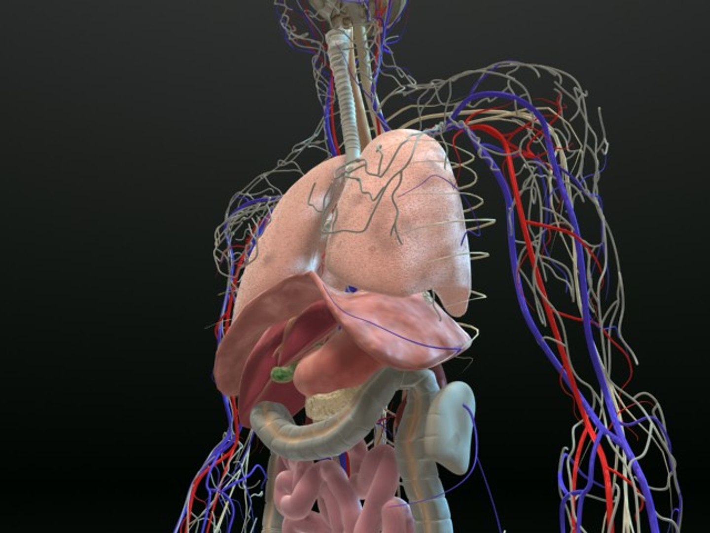 Entire Human Body Internal Organs 3d Model