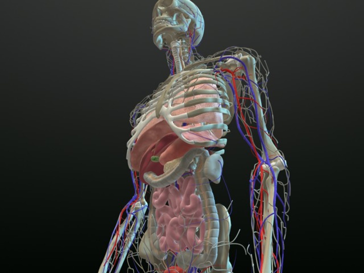 Entire Human Body Internal Organs 3d Model