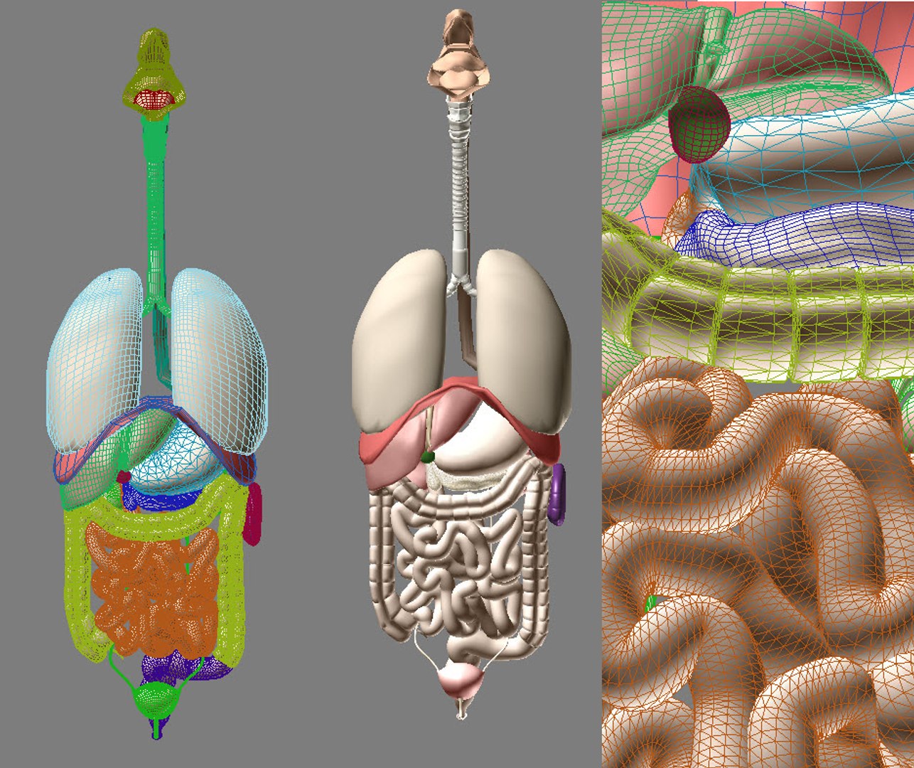 Entire Human Body Internal Organs 3d Model