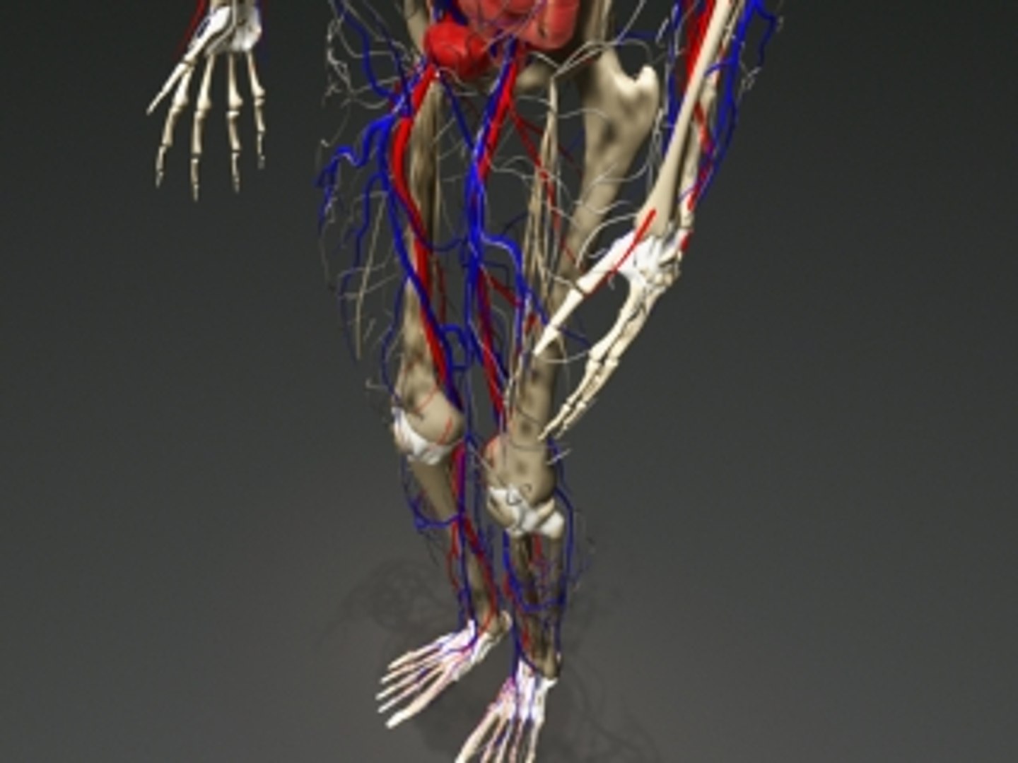 Entire Human Body Internal Organs 3d Model