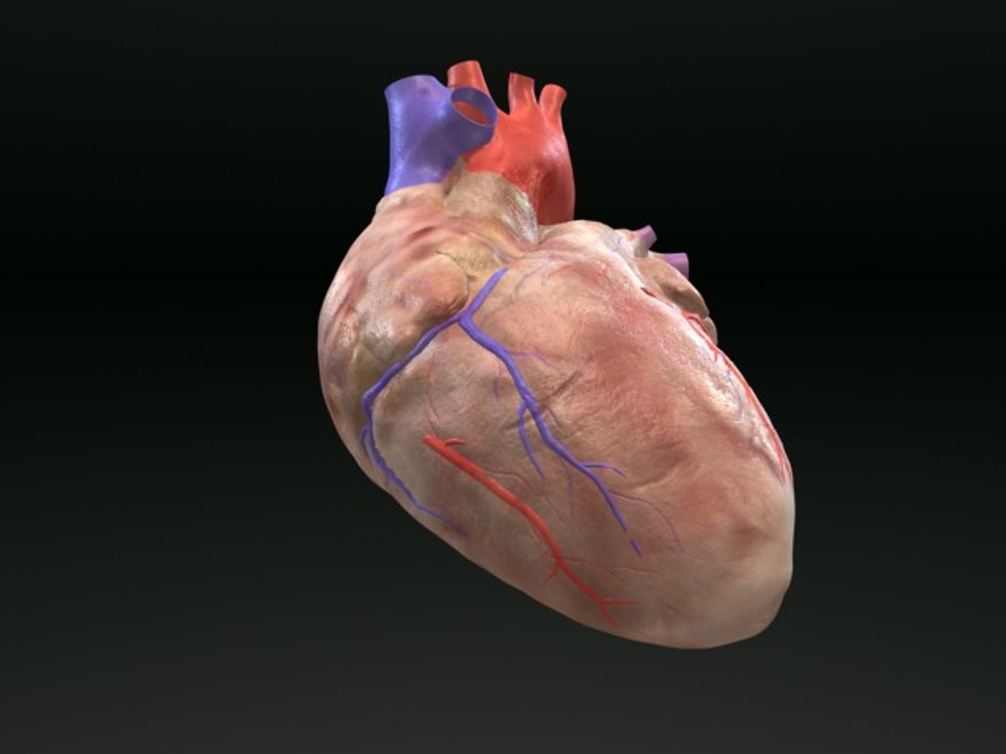Entire Human Body Internal Organs 3d Model