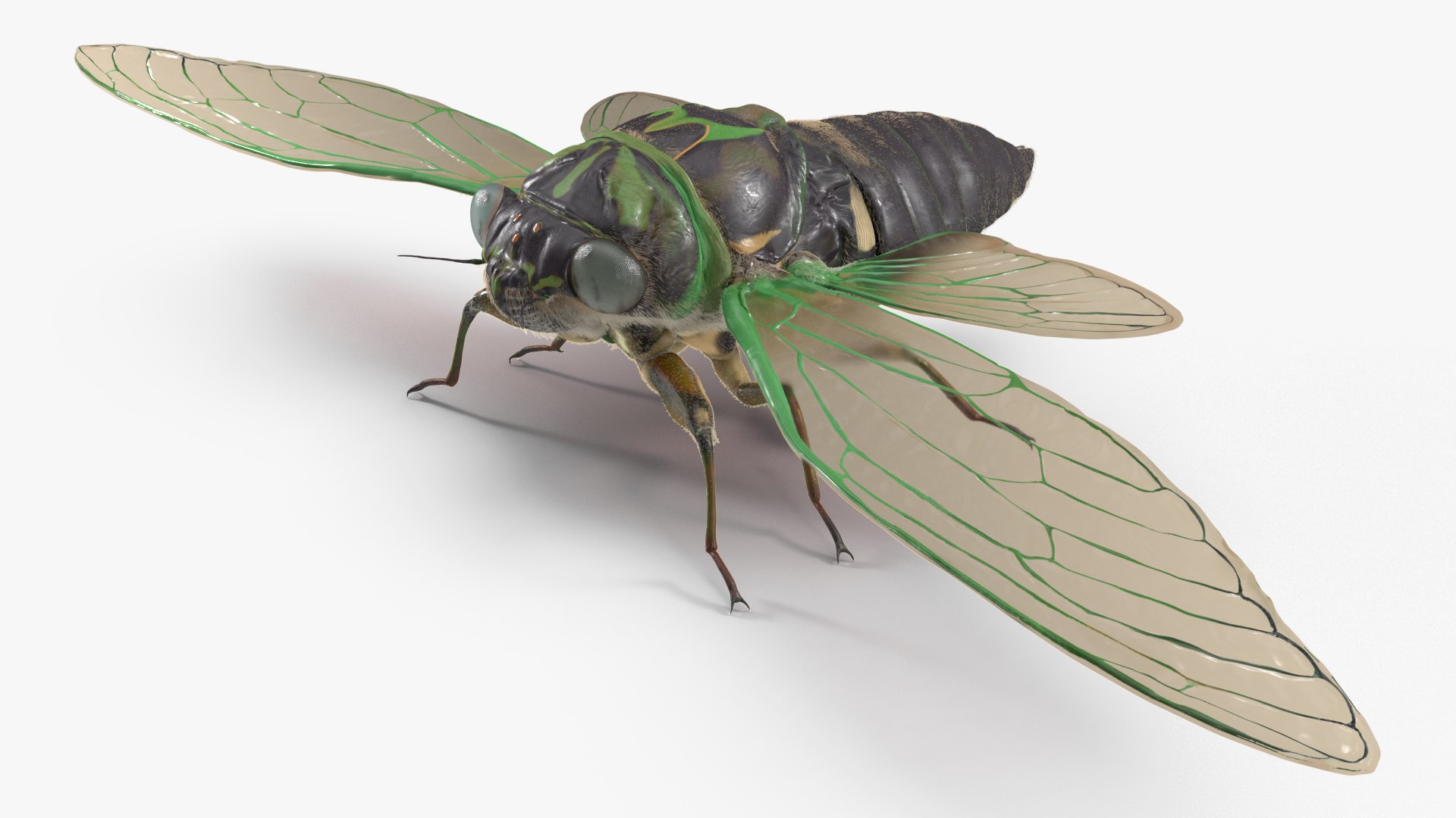 Cicada Fur Rigged 3D model - TurboSquid 2052317