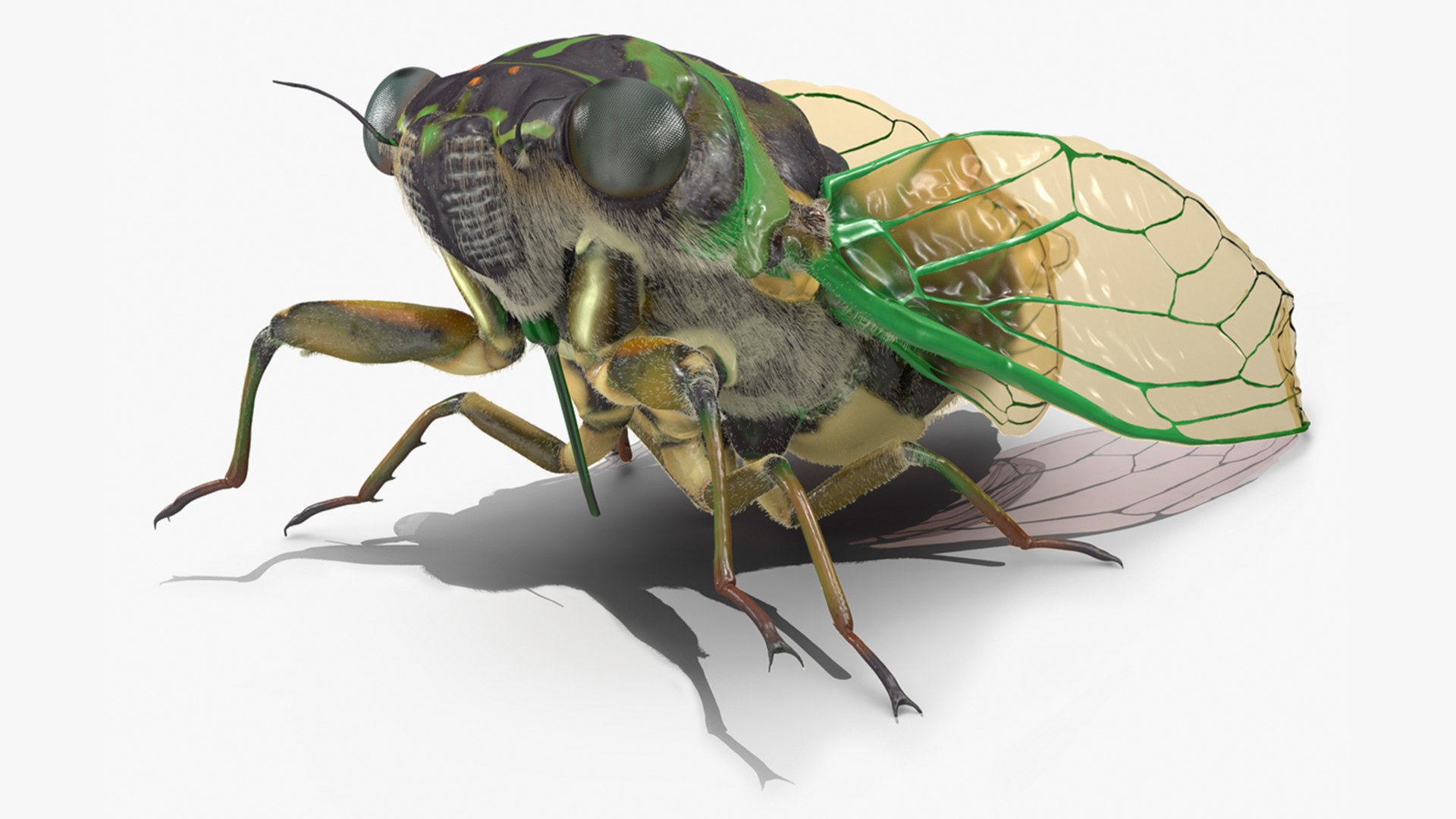 Cicada Fur Rigged 3D model - TurboSquid 2052317