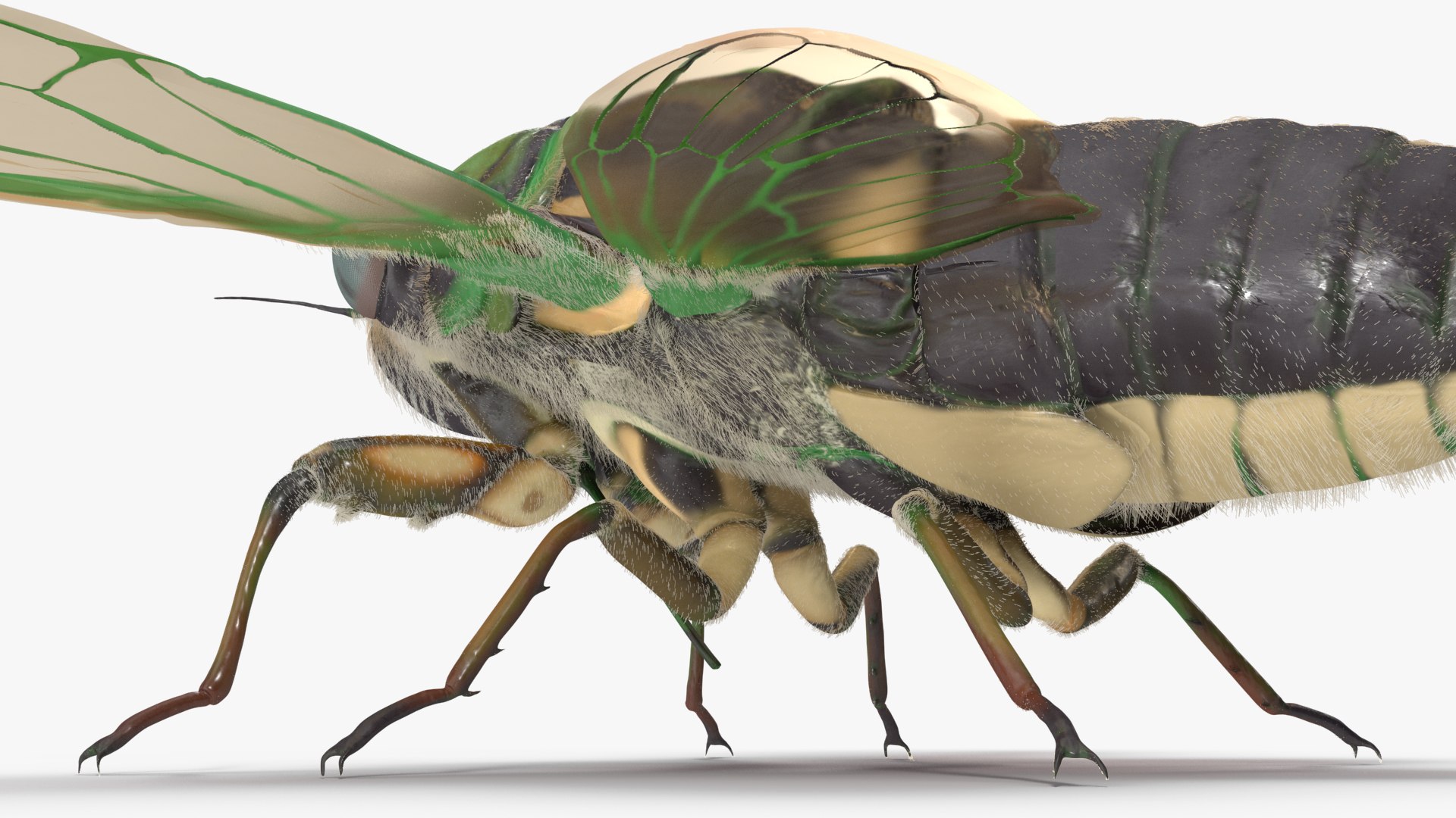 Cicada Fur Rigged 3D Model - TurboSquid 2052317