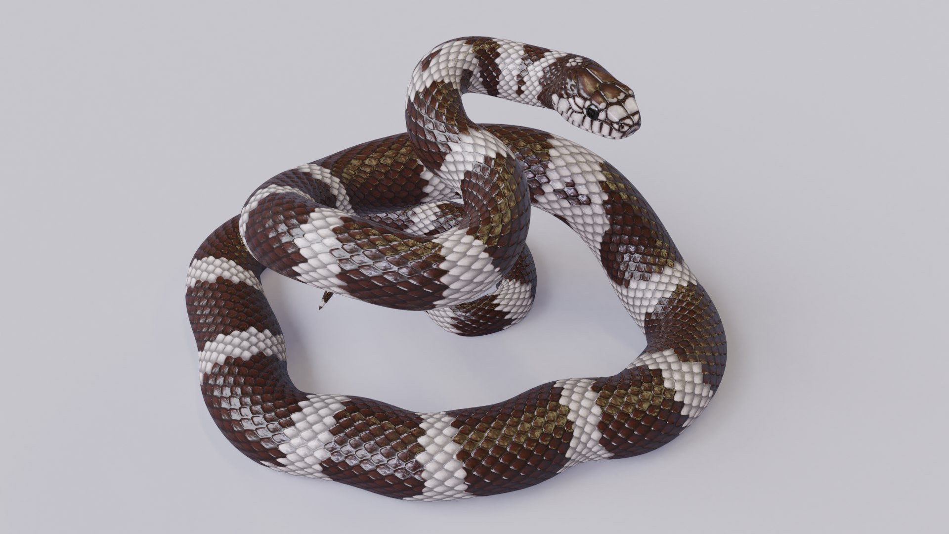 3D Model Snake Reptiles - TurboSquid 1529046