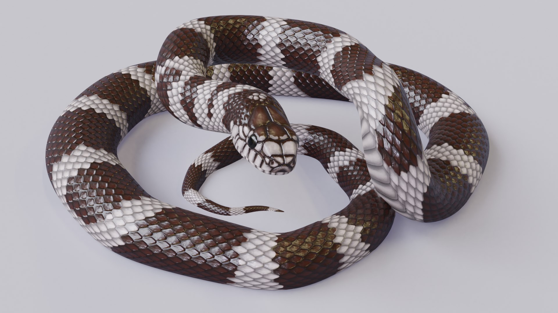 3D Model Snake Reptiles - TurboSquid 1529046