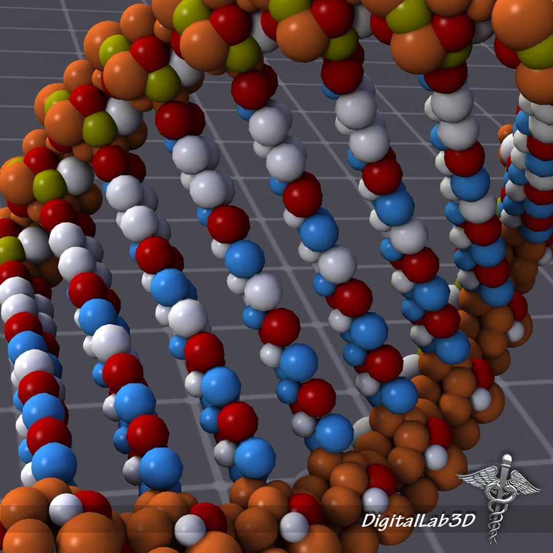 Dna Structure Molecules 3d Max